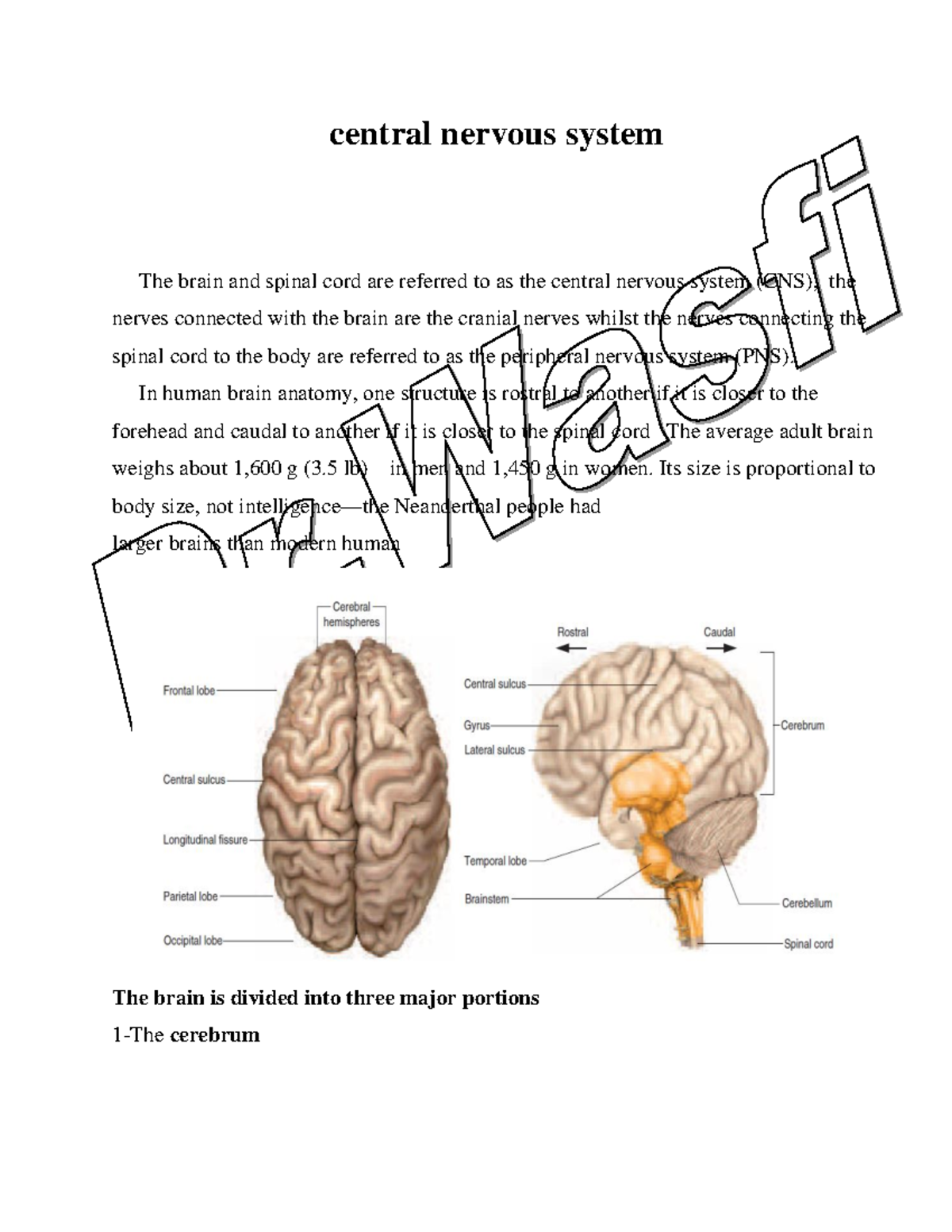 -61-83 - Human Anatomy And Physiology - central nervous system The ...