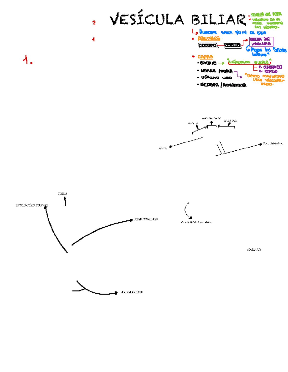 Vesicula biliar - VESÍCULA BILIAR MUCOSA FIBROMUSCULAR ADVENTICIA ...