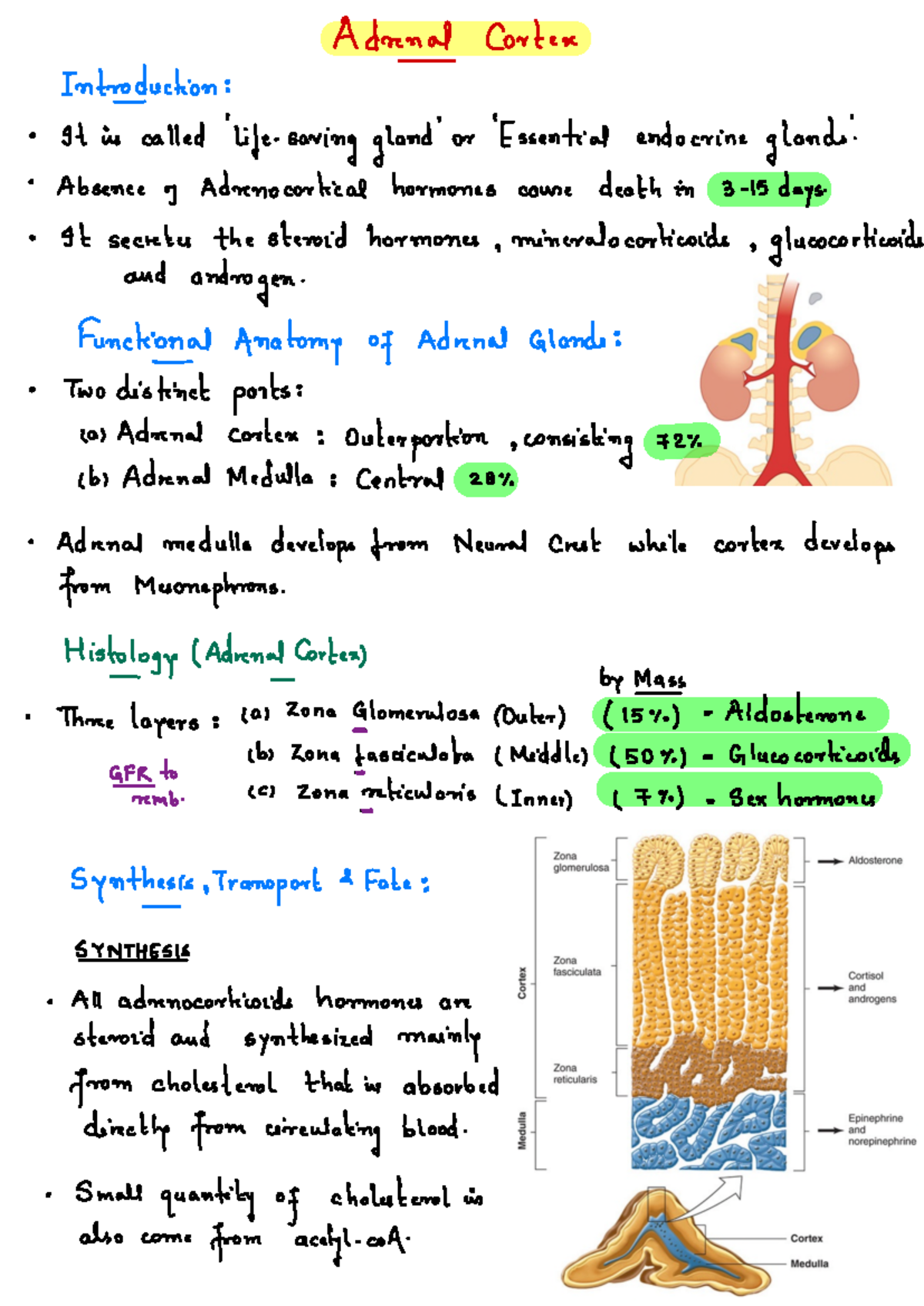 Adrenal Cortex - Notes - Adrenal cortex Introduction : ° It in called ...