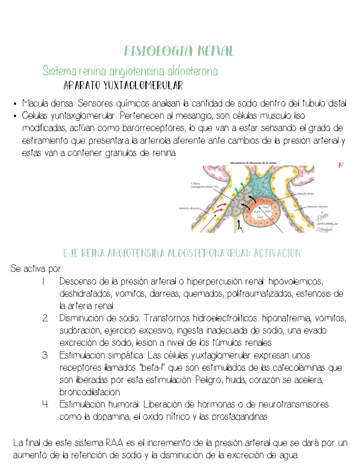 SRAA - fisio renal - FISIOLOGIA RENAL Sistema renina angiotensina ...