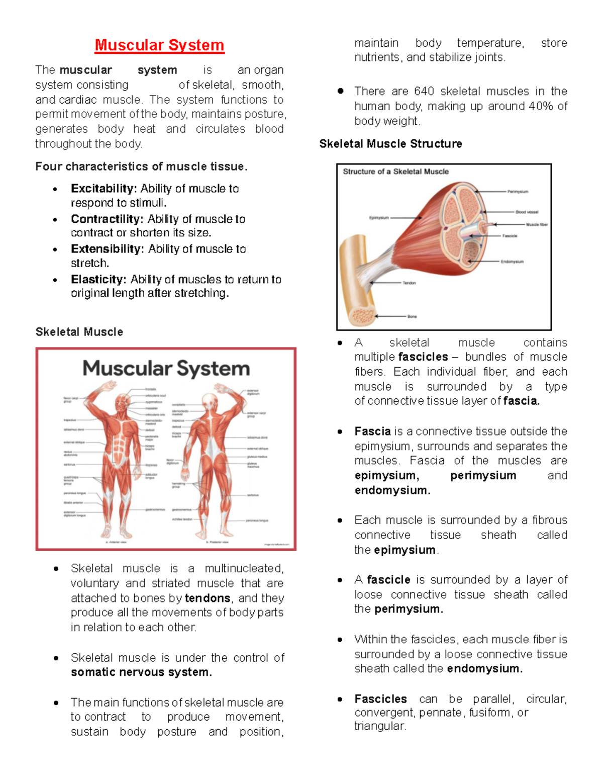 Muscularsystemg 5-231213212211-0a5e8856 - Muscular System The muscular ...