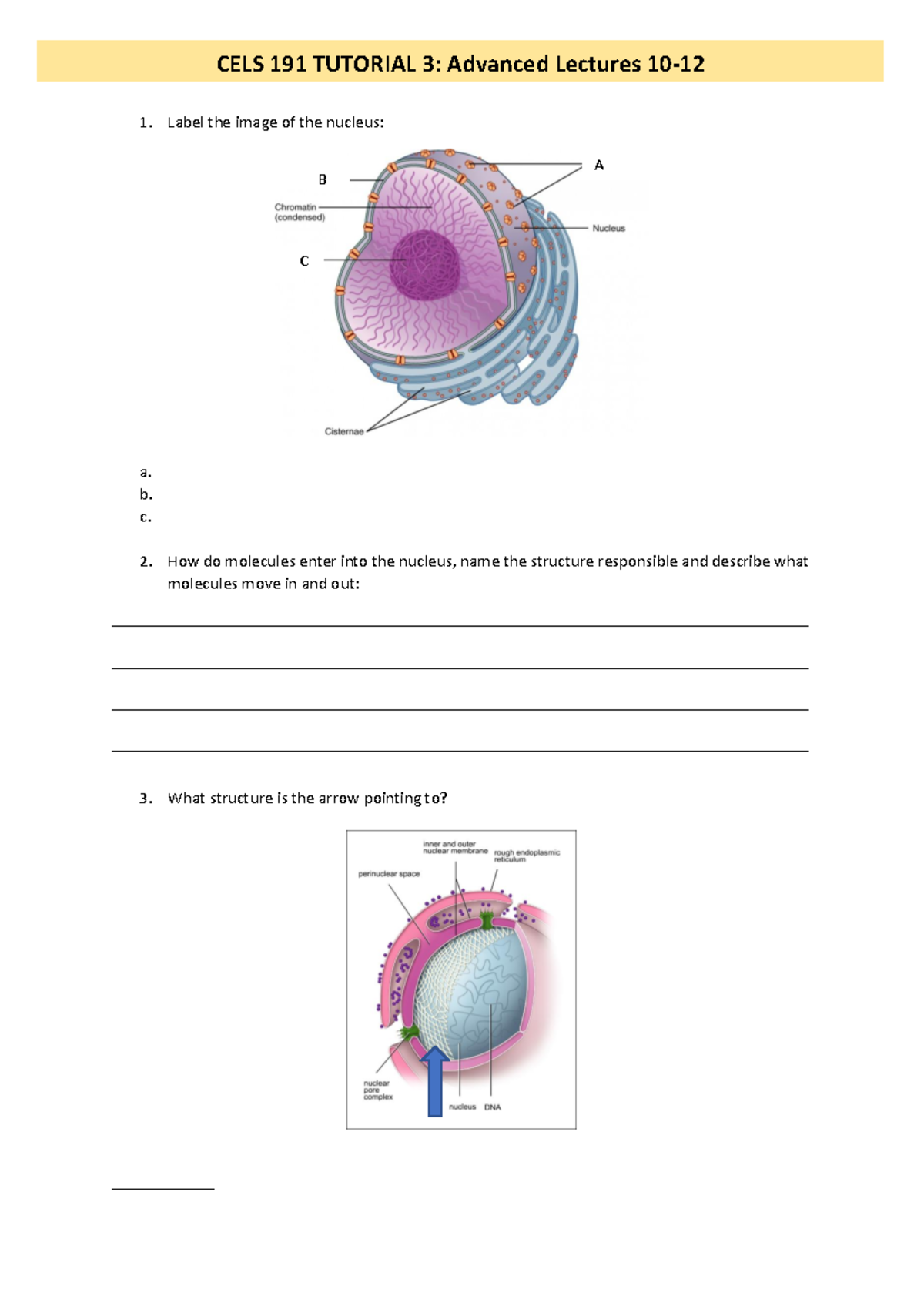 Worksheet 10-12 adv cels - Label the image of the nucleus: a. b. c. How ...