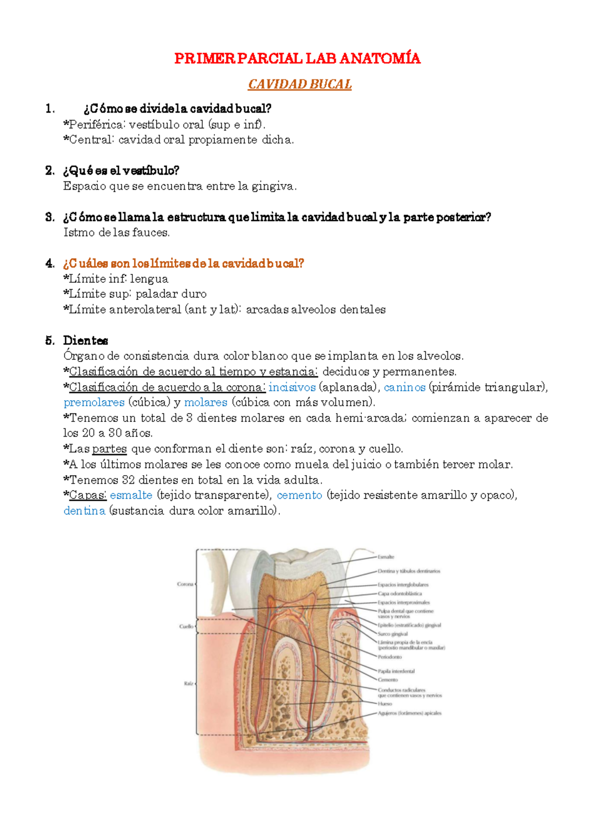 Primer Parcial LAB AnatomíA Repaso Oficial - PRIMER PARCIAL LAB ...