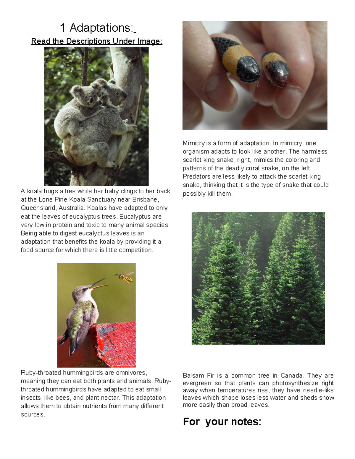 01 Adaptations - Practice - 1 Adaptations: Read the Descriptions Under ...