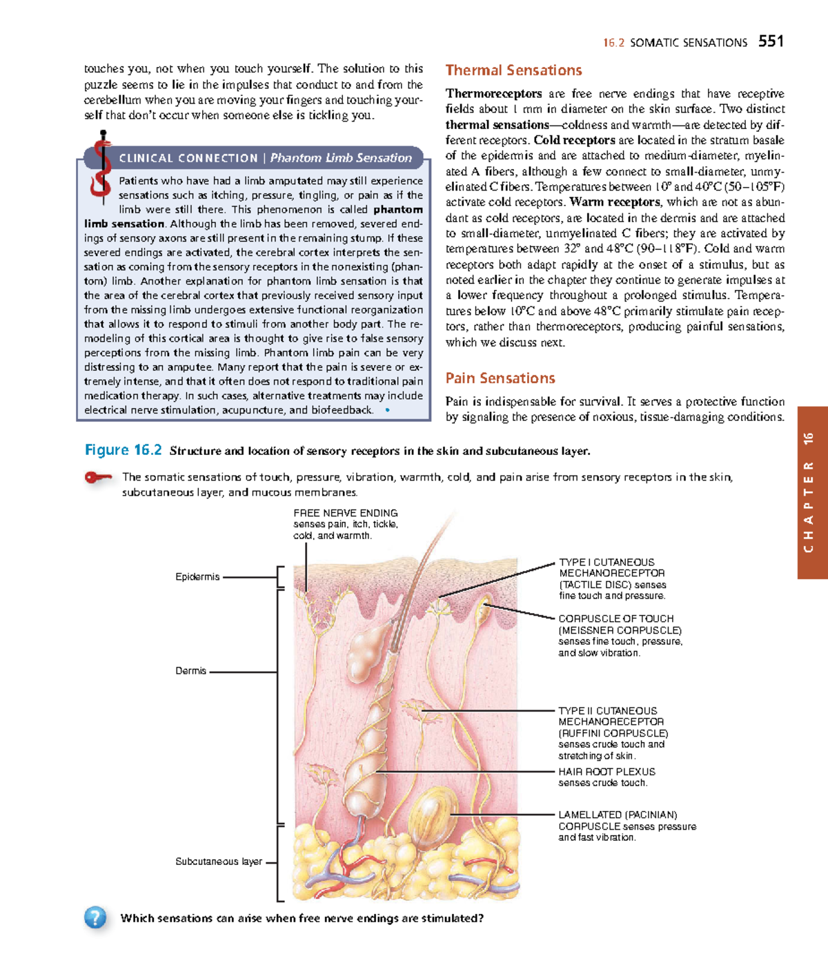 Anatomyand Physiology-195 - C H A P T E R 16 16 SOMATIC SENSATIONS 551 ...