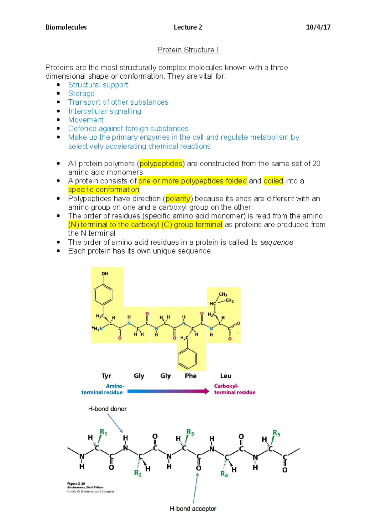 Protein Structure I - Lecture notes 2 - Biomolecules Lecture 2 10/4/17 ...