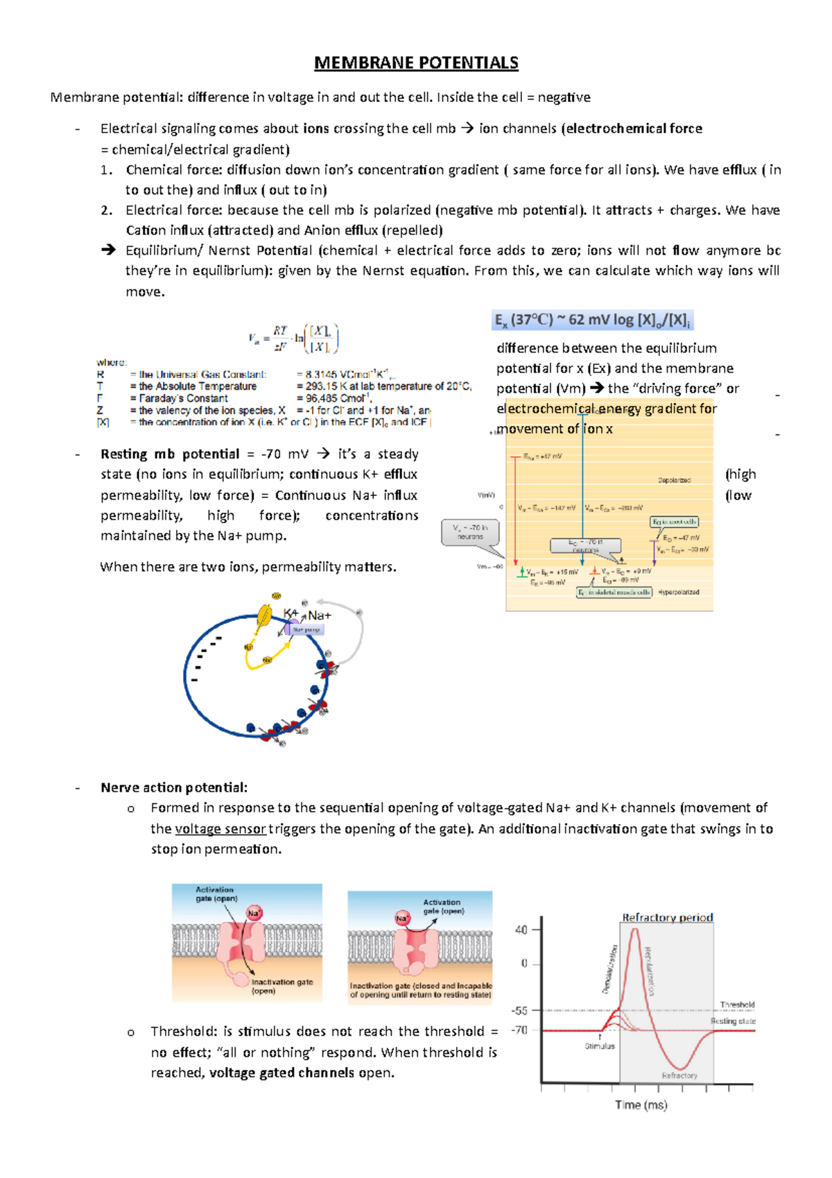 Membrane Potentials - Notes - MEMBRANE POTENTIALS Membrane potential ...