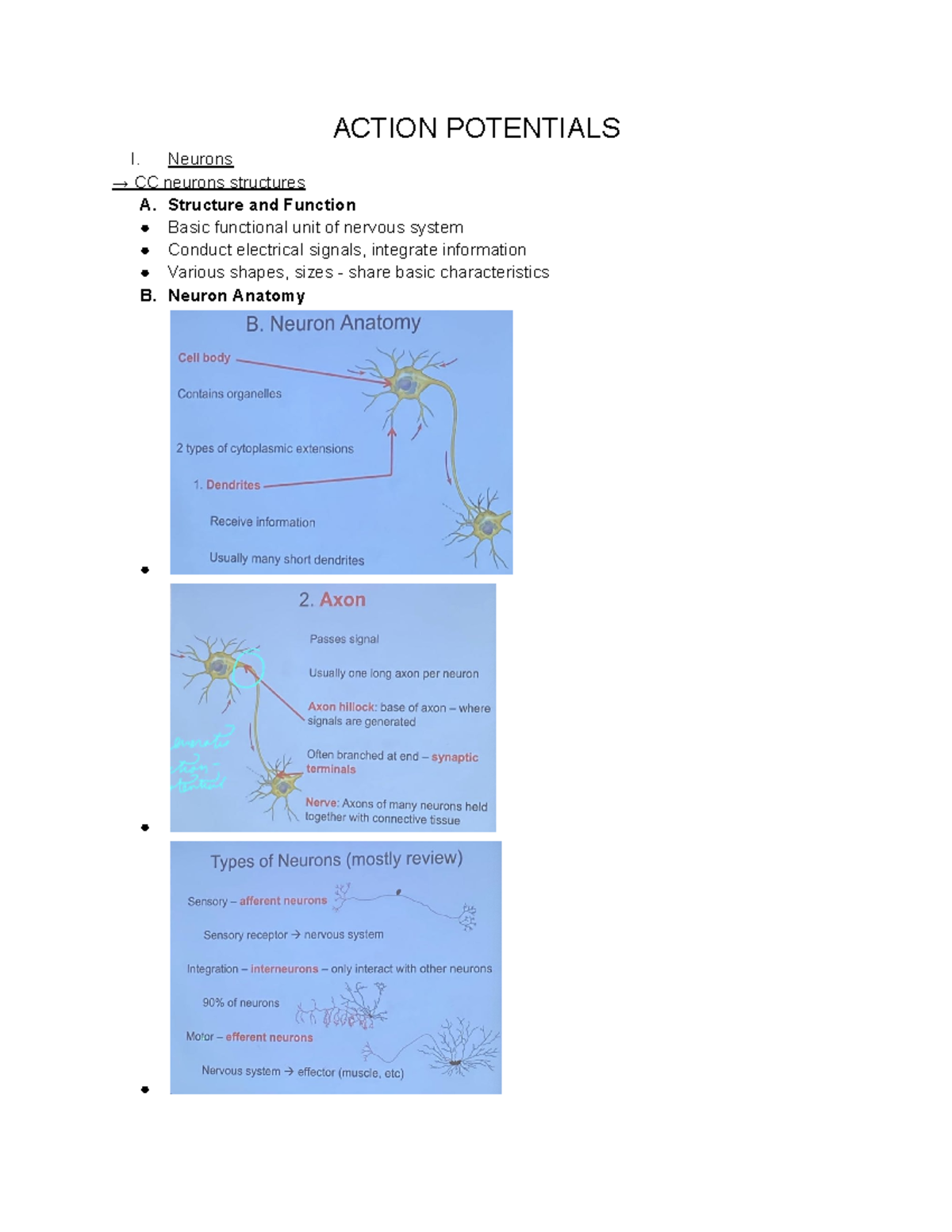 Action Potentials - Stern notes - ACTION POTENTIALS I. Neurons → CC ...