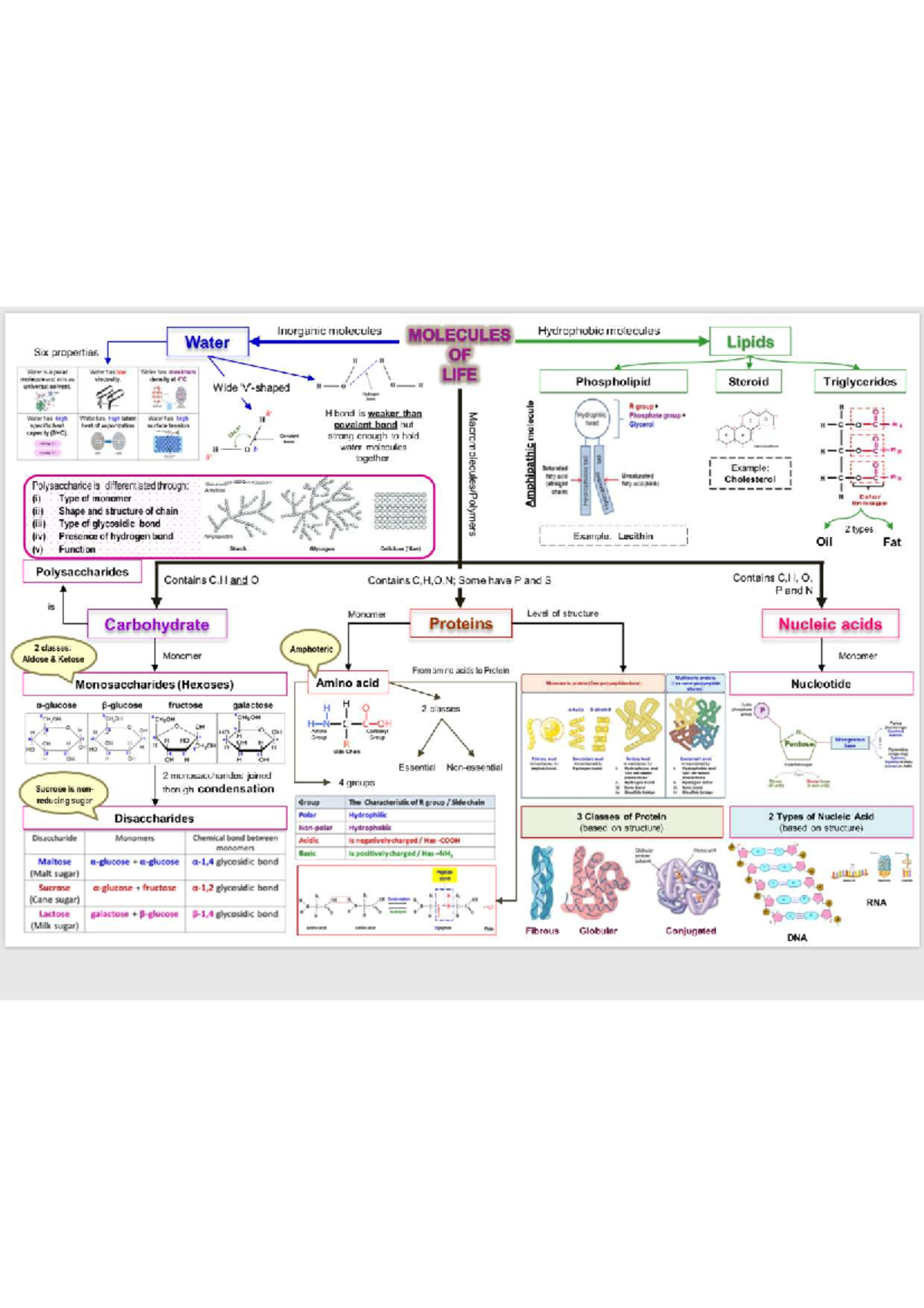 SB015 MIND MAP - Mind map - Histology of Cell and Tissue - Studocu