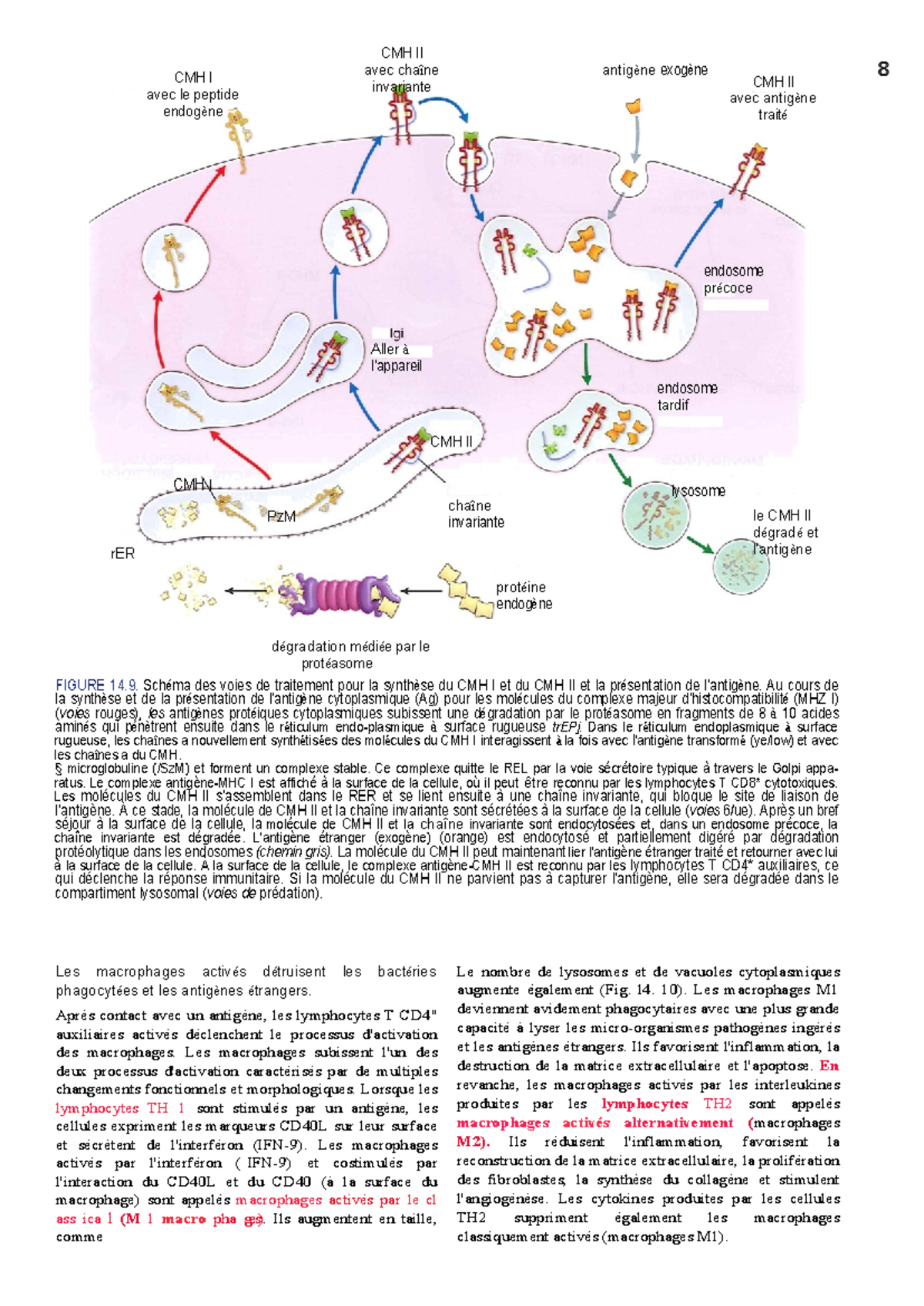 487-510 fr - CMH I avec le peptide endogËne CMH II avec chaÓne ...