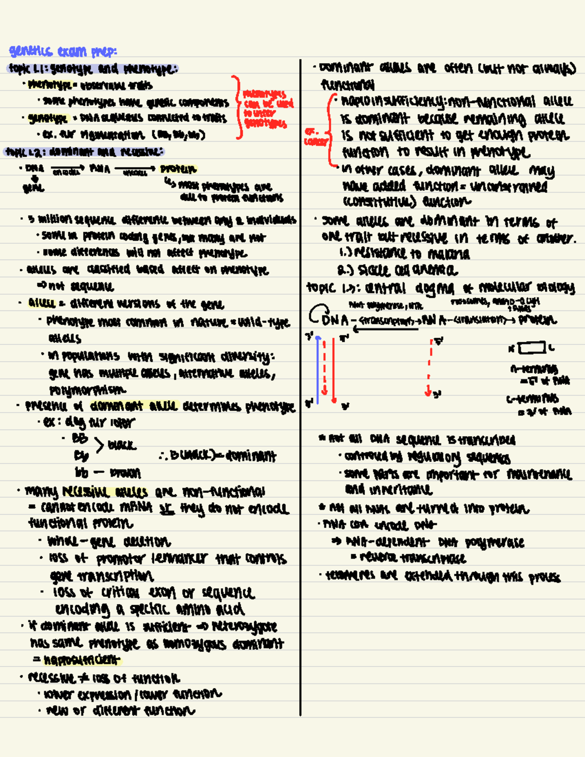 Genetics Notes - geericsexam phep : phenotypeopicie genotypeand ...