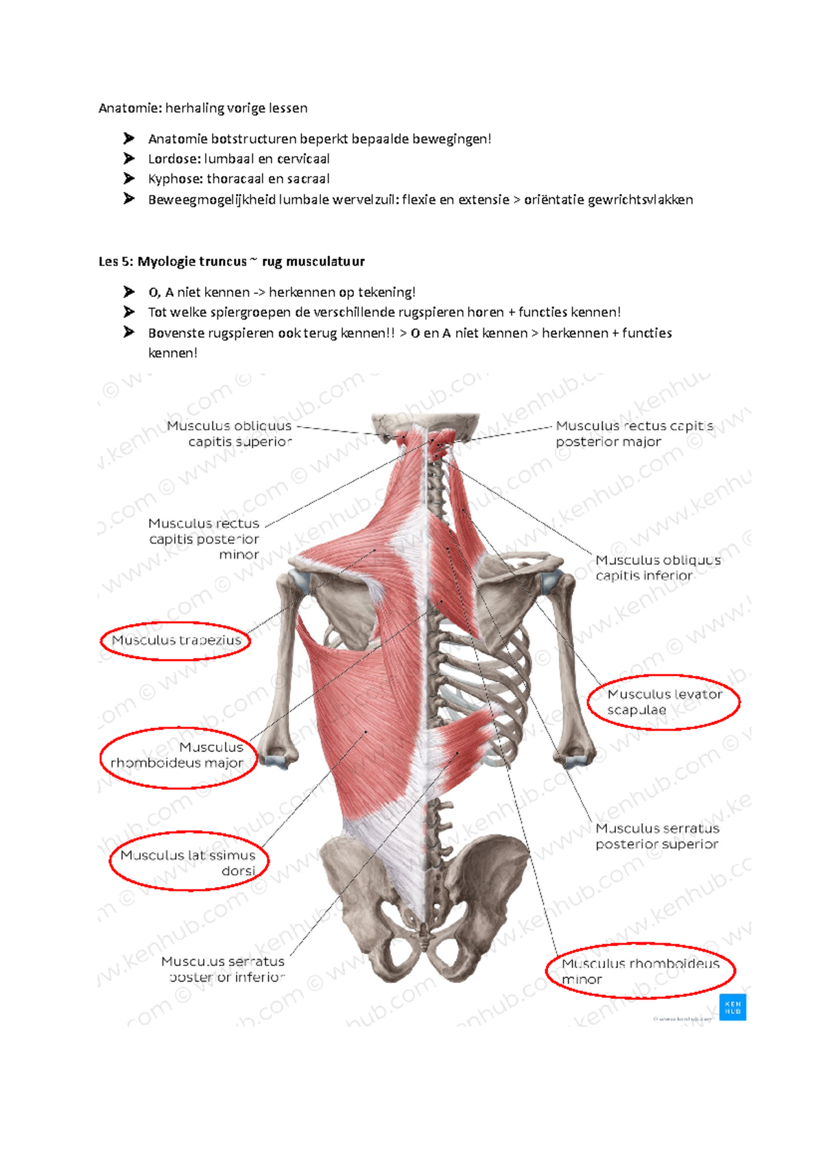 Les 5 myologie rug, hals, hoofd - Anatomie: herhaling vorige lessen ...
