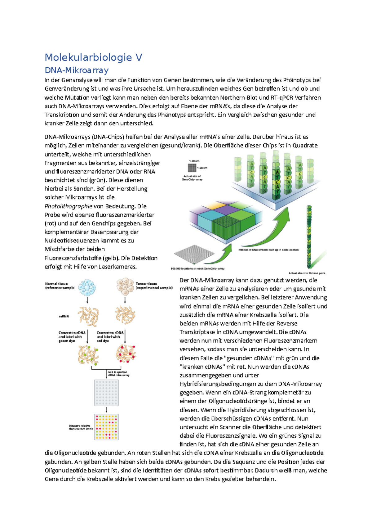 Biochemische Analytik 08 - Molekularbiologie V In der Genanalyse will ...