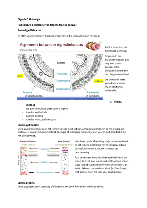 DI1 PR10 dissectie buikholte - PR 10 : Anatomie Thorax, Craniale deel ...