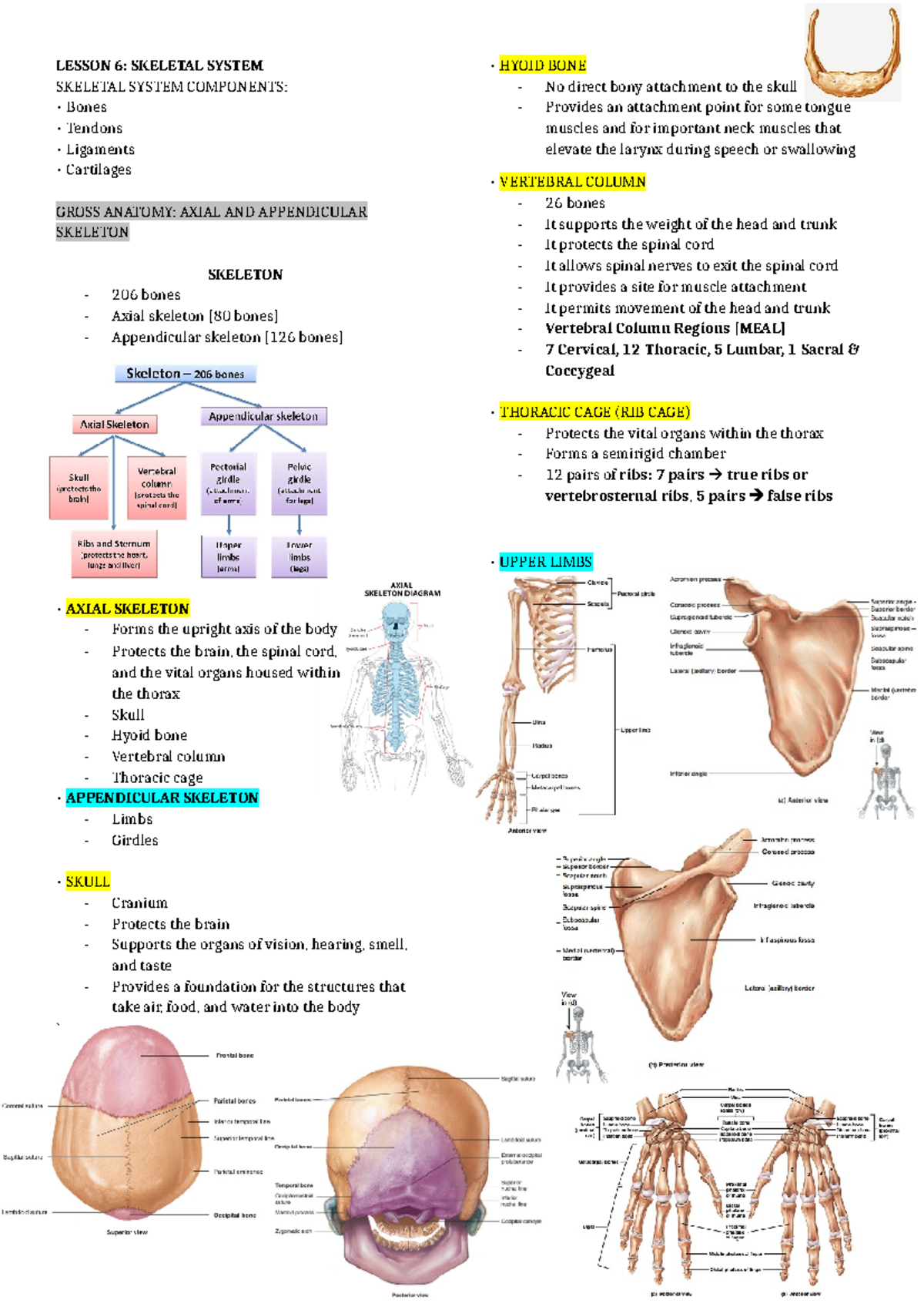 SKELETAL SYSTEM - LESSON 6: SKELETAL SYSTEM SKELETAL SYSTEM COMPONENTS ...