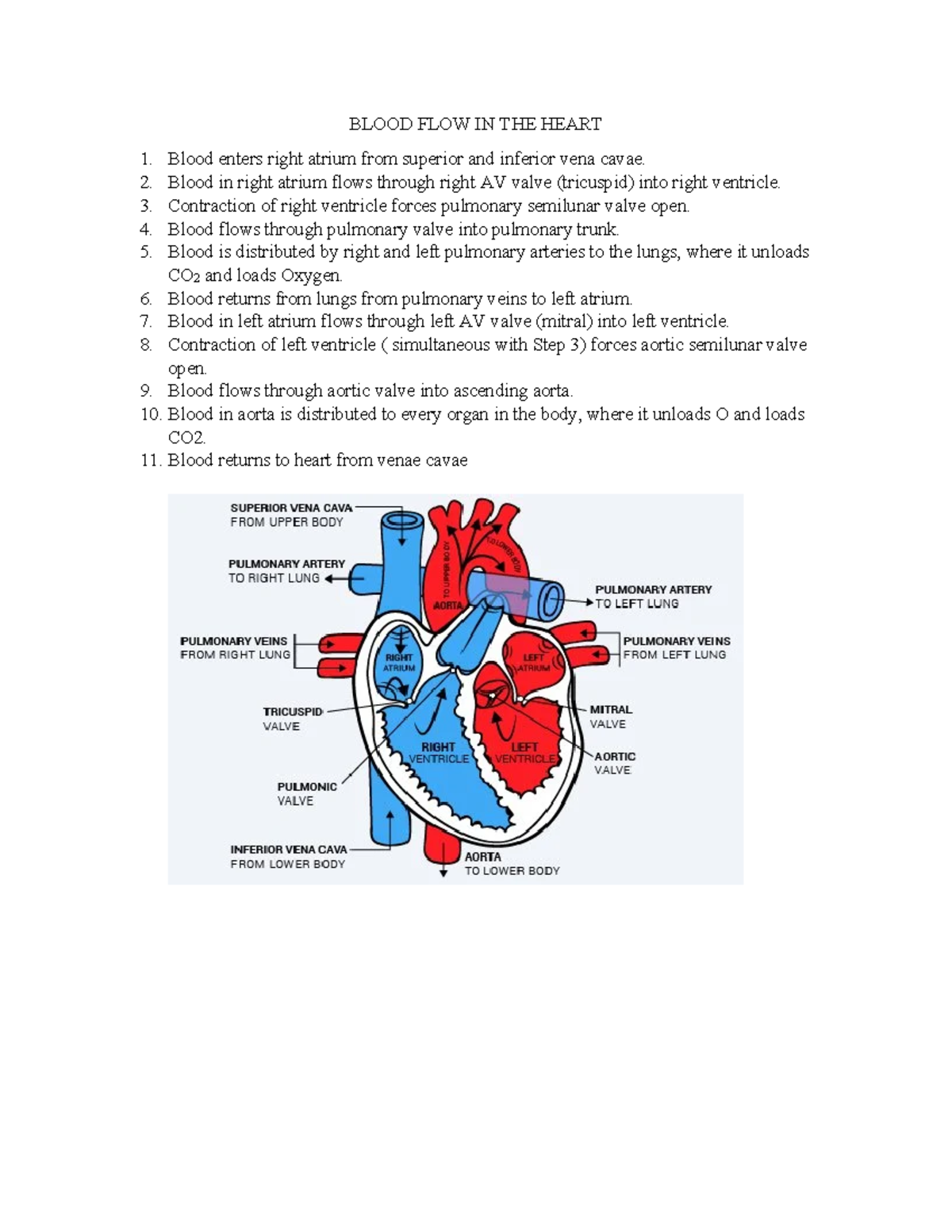 Biology Study Guide 1 - Blood FLOW IN THE Heart - BLOOD FLOW IN THE HEART Blood enters right ...