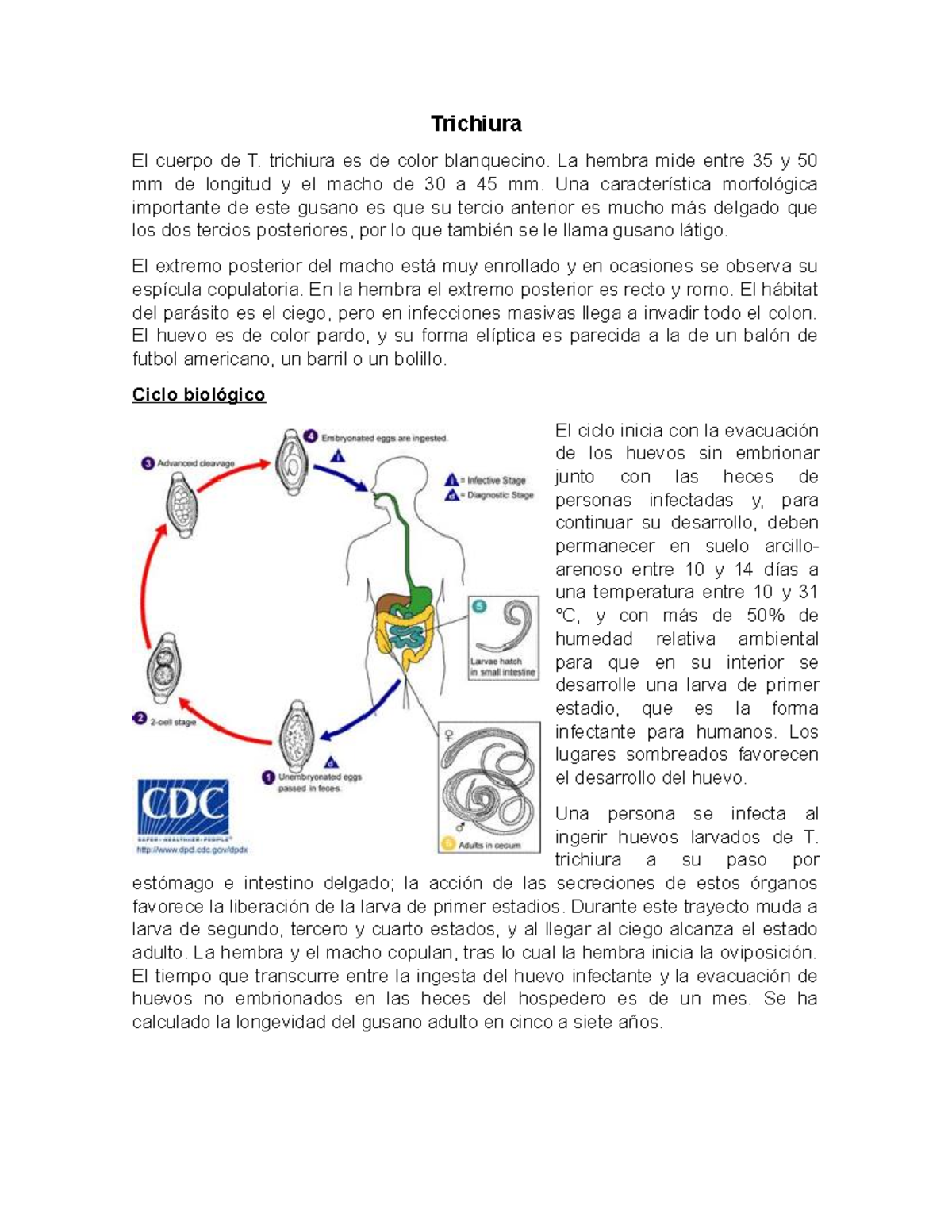 Trichiura - Parasitología médica (4a. ed.) - Trichiura El cuerpo de T ...