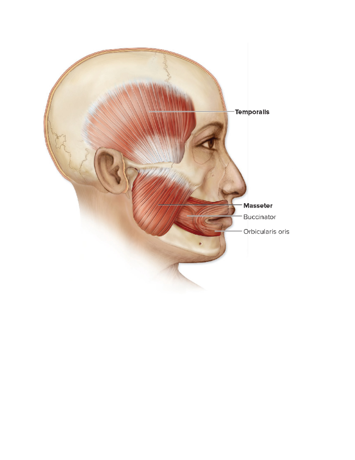 Rose - Axial Head and Neck muscle images - Temporalis Masseter Buccinator Orbicularis oris - Studocu