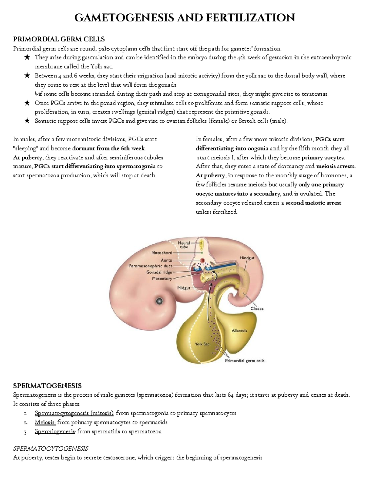 Gametogenesis and fertilization - GAMETOGENESIS AND FERTILIZATION ...