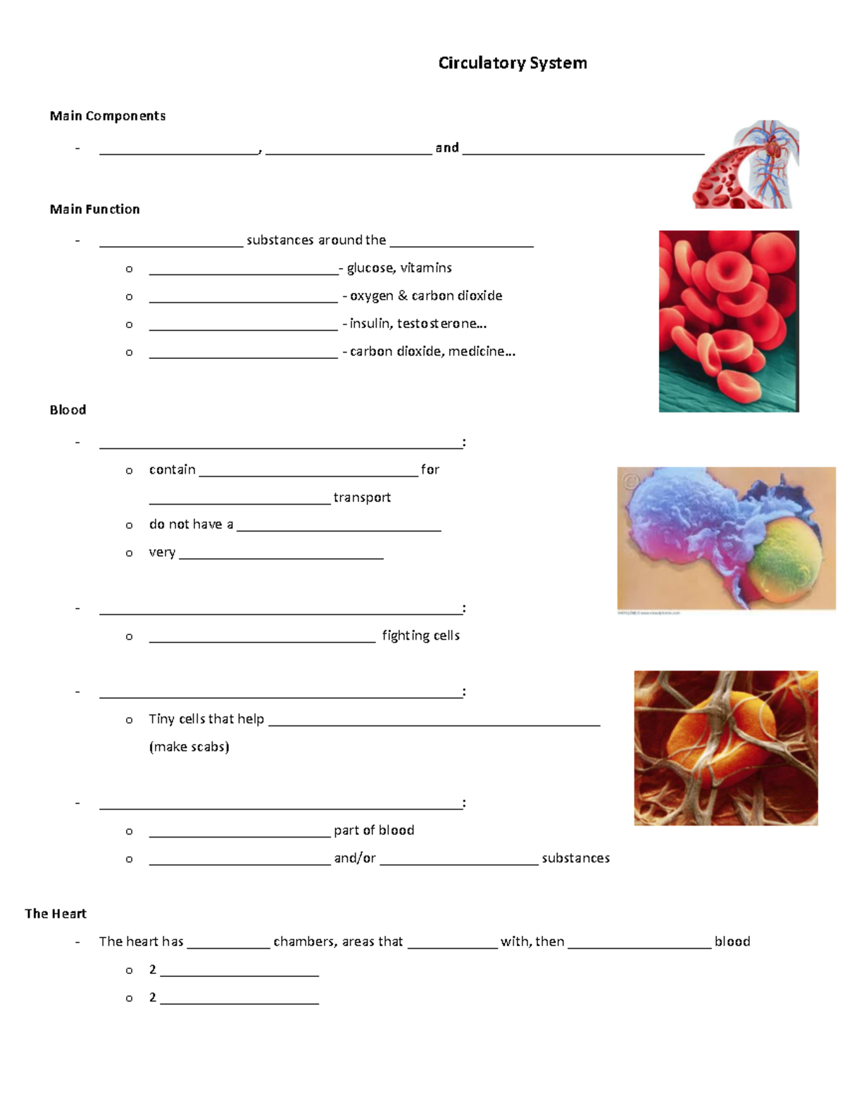 Circulatory System worksheet - Topic 8: Circulatory System Main ...