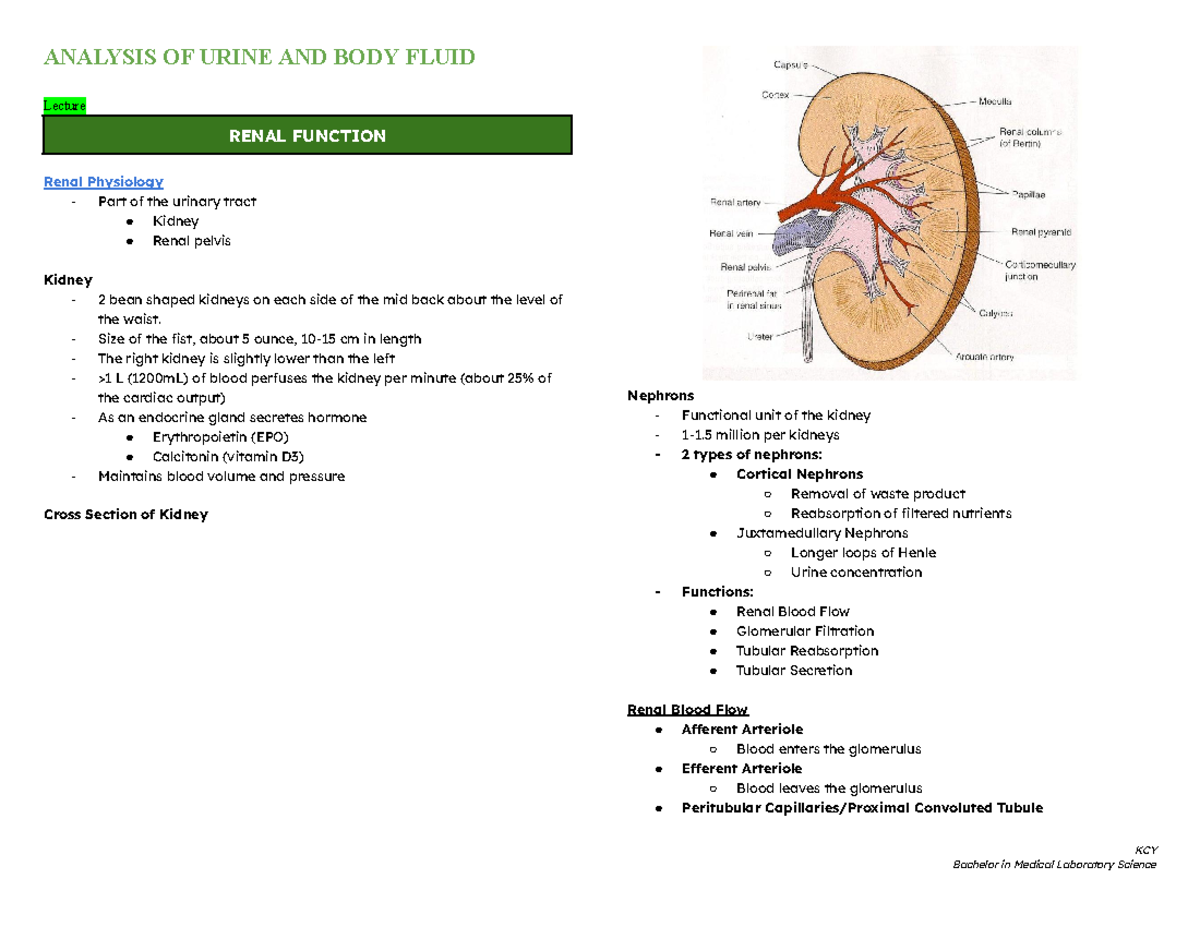 AUBF-1 - Study well - ANALYSIS OF URINE AND BODY FLUID Lecture RENAL FUNCTION Renal Physiology ...