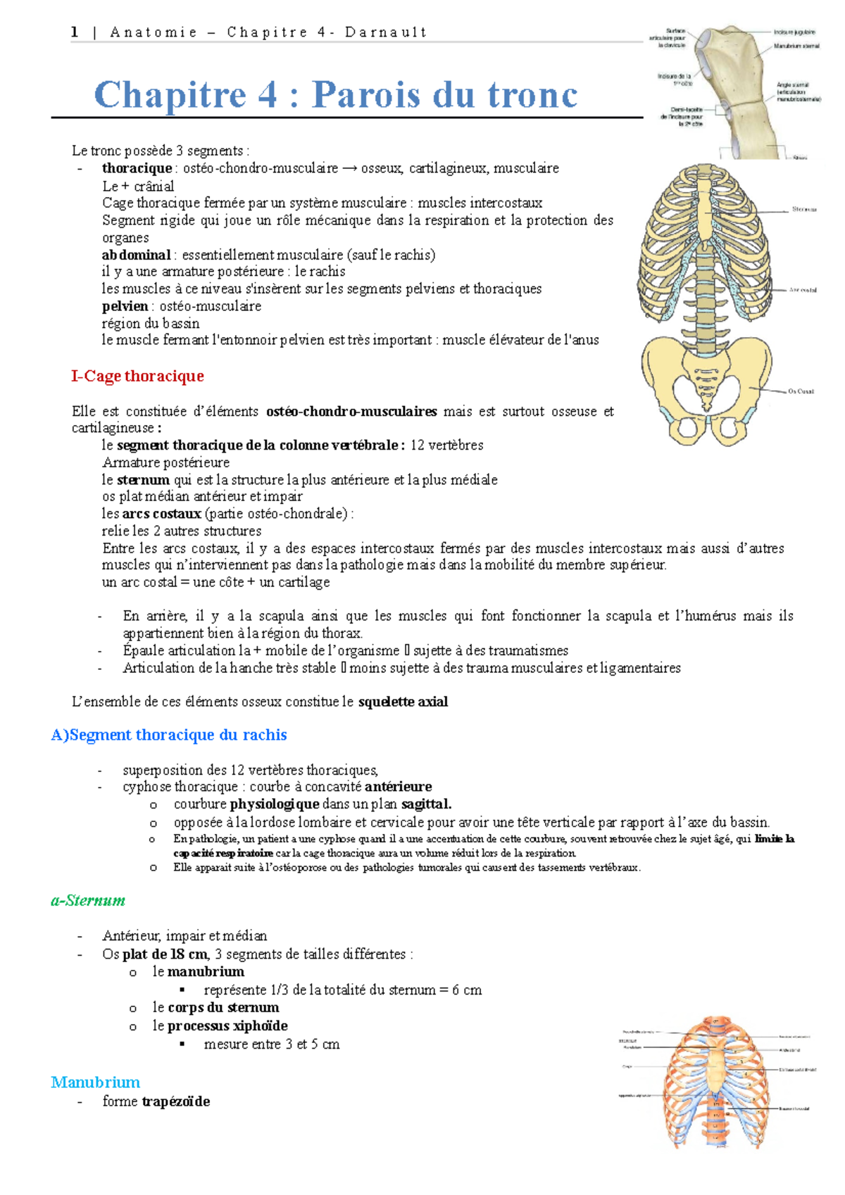 3 - Parois du tronc (Darnault) - 1 Anatomie Chapitre Darnault Chapitre ...
