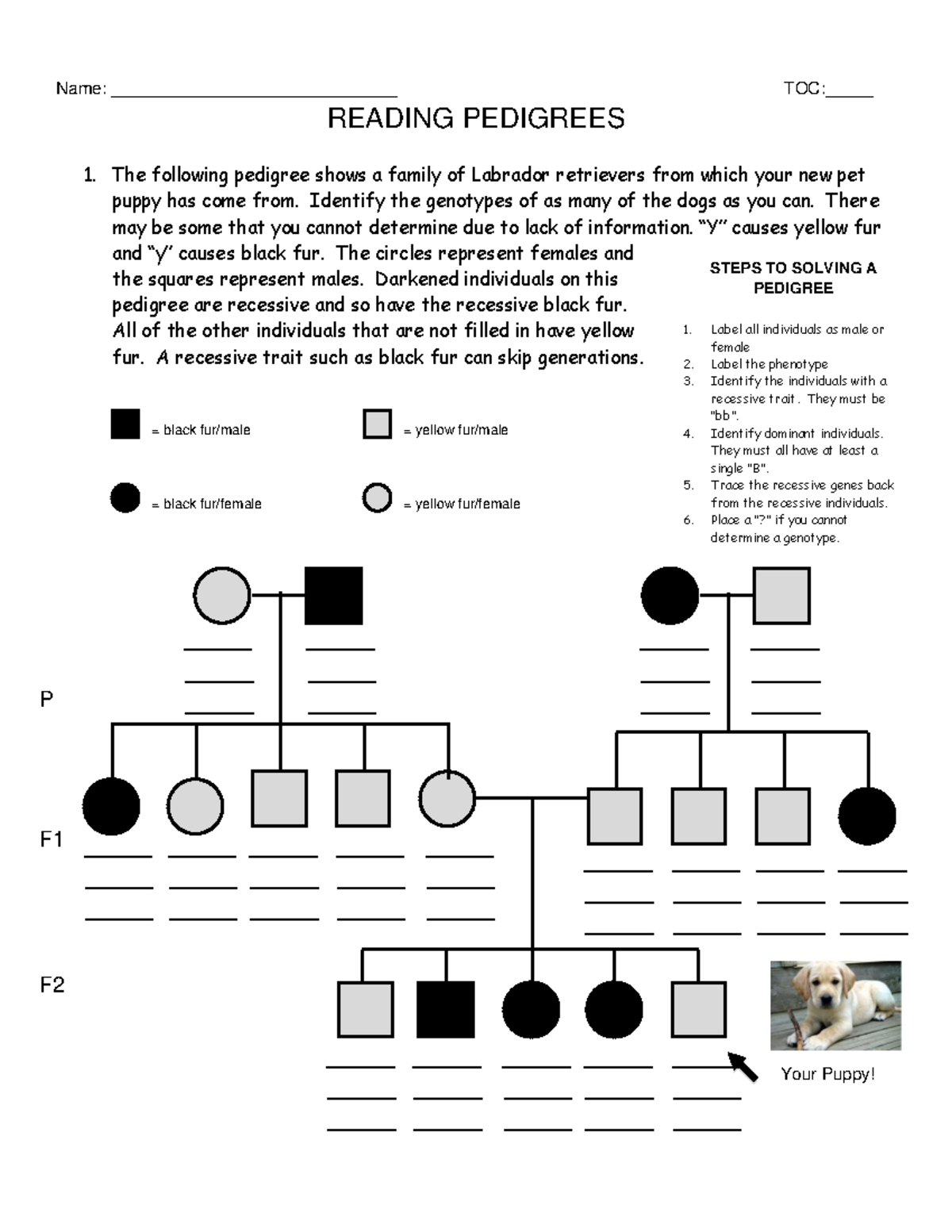 Pedigrees - PRACTICE - STEPS TO SOLVING A PEDIGREE 1. Label all ...