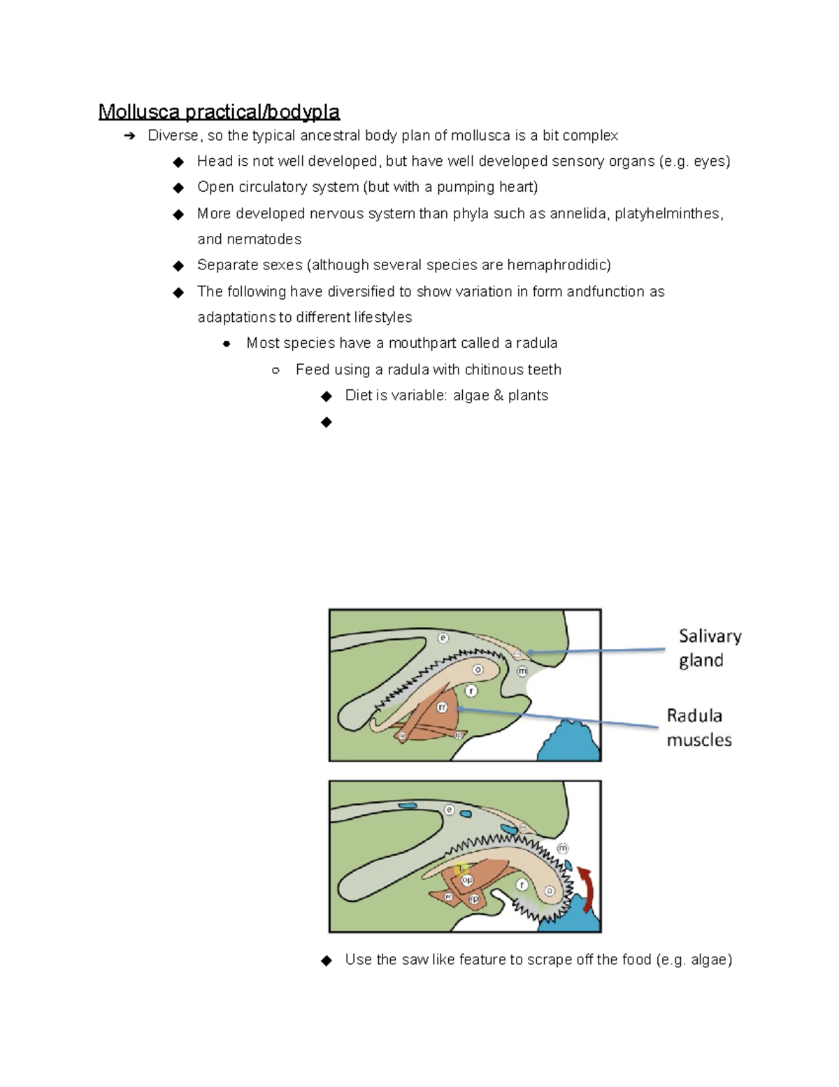 Mollusca body plan and structure: important information before ...