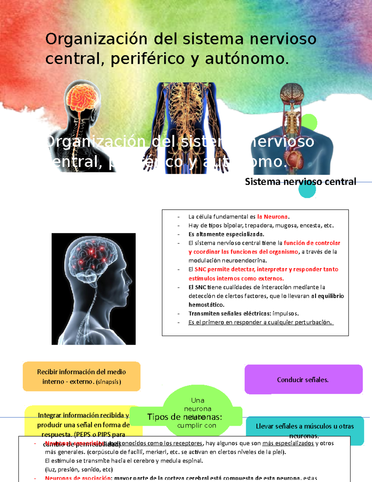 Organización del SNC, periferico y autónomo - Organización del sistema ...