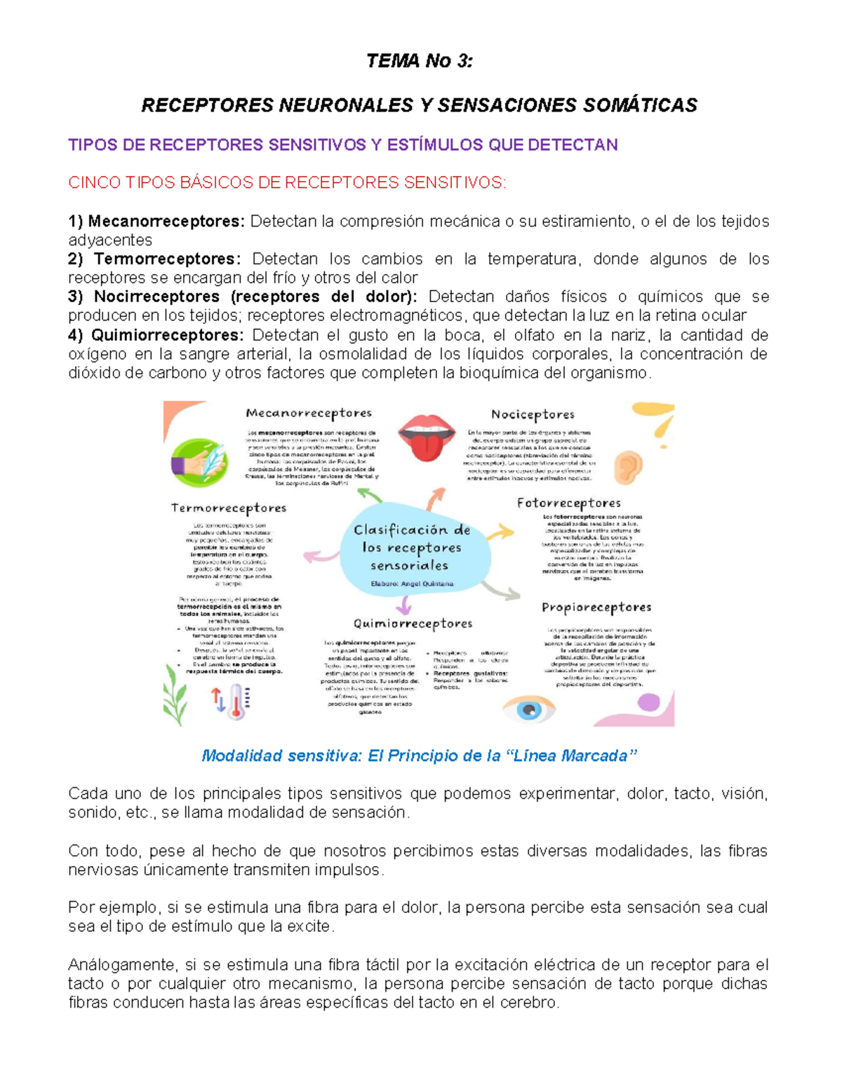 Receptores Neuronales Y Sensaciones Somaticas - TEMA No 3: RECEPTORES ...