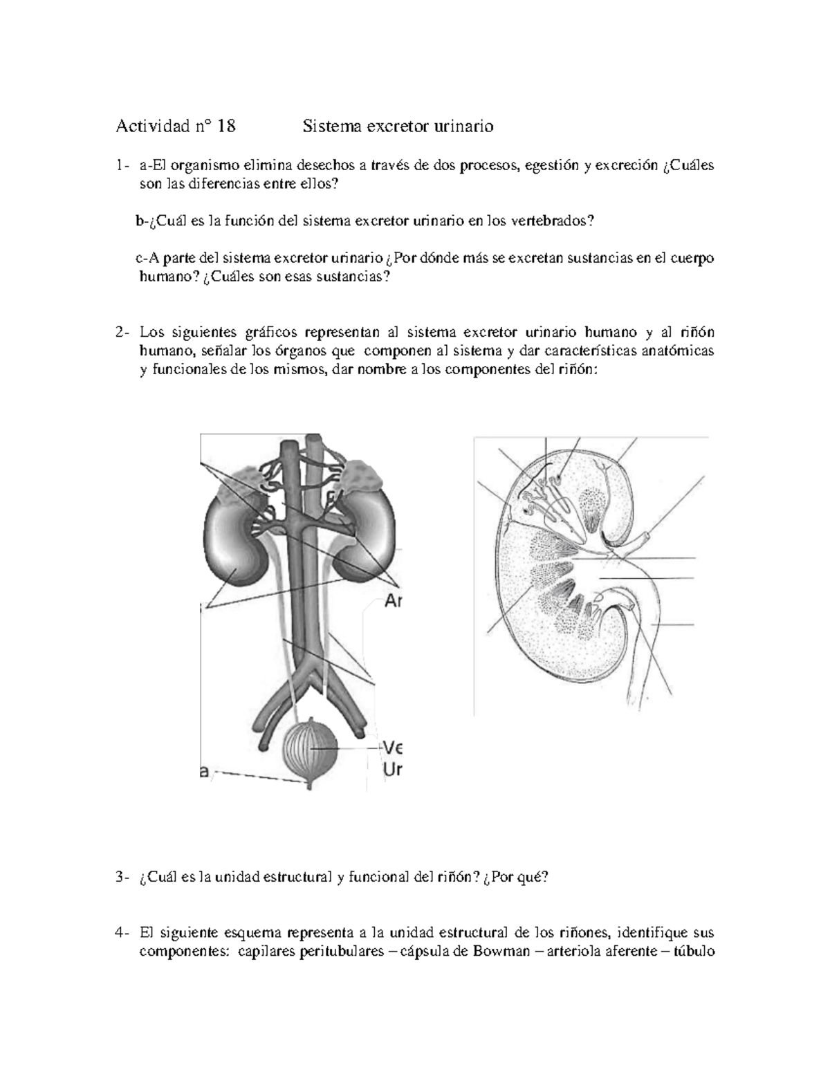 Act n°18 Sistema Excretor Urinario - Actividad n° 18 Sistema excretor urinario 1- a-El organismo ...