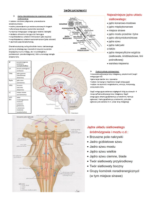 Układ komorowy mózgu - Komora boczna 1. Część środkowa* a. Ściana górna ...