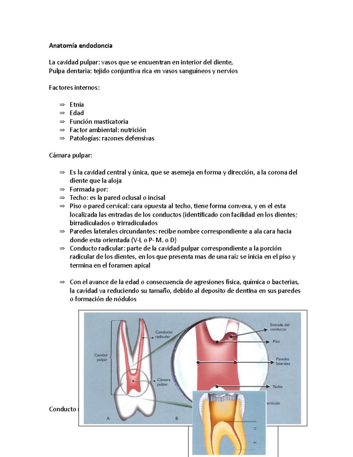 Copia de Anatomía endodoncia - Anatomía endodoncia La cavidad pulpar ...