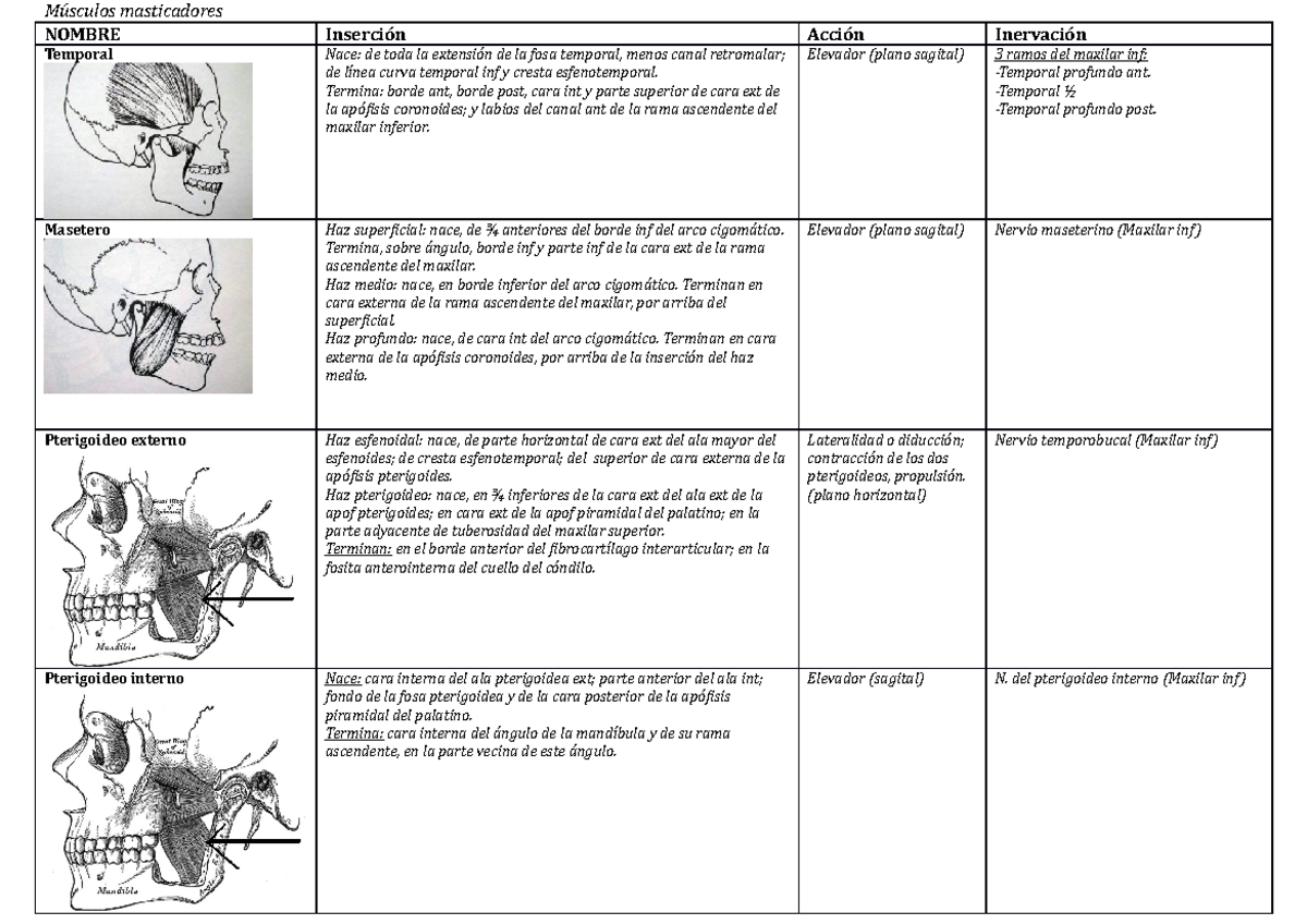 Musculos masticadores y Cutaneos, craneo - Músculos masticadores NOMBRE ...