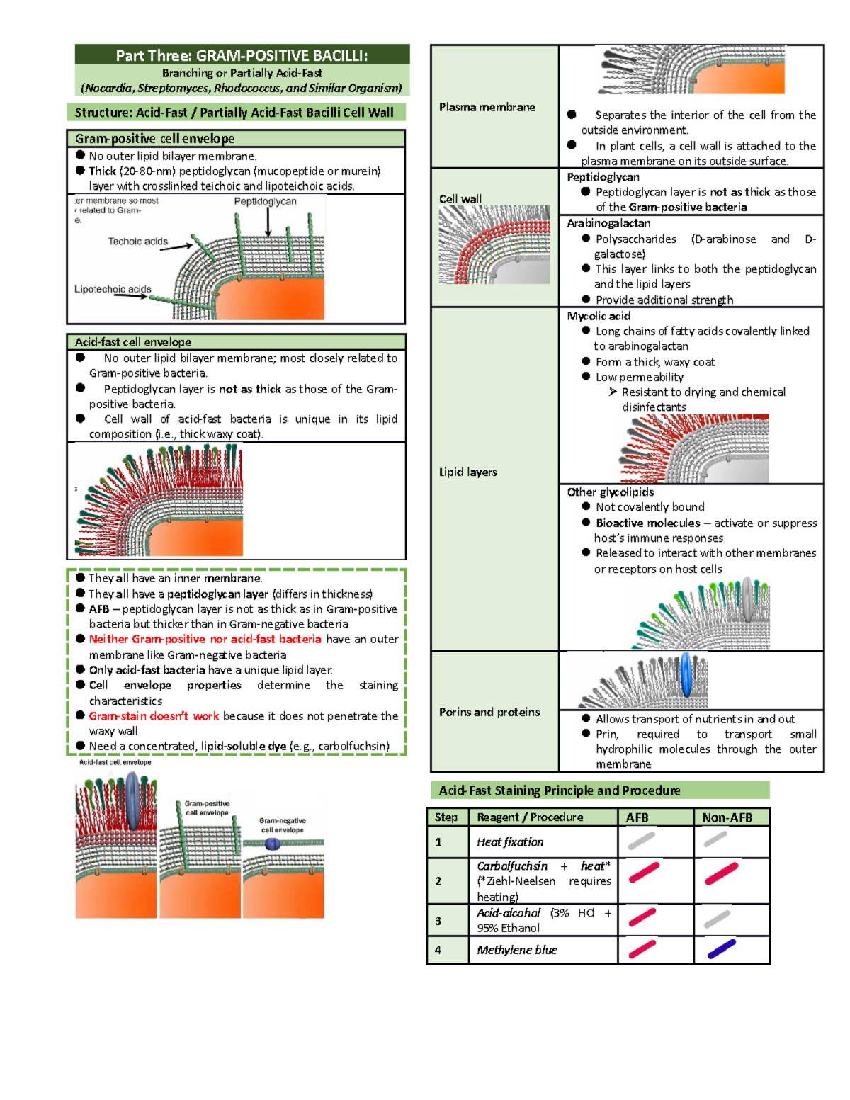 GRAM- Positive Bacilli - Part Three: GRAM-POSITIVE BACILLI: Branching ...