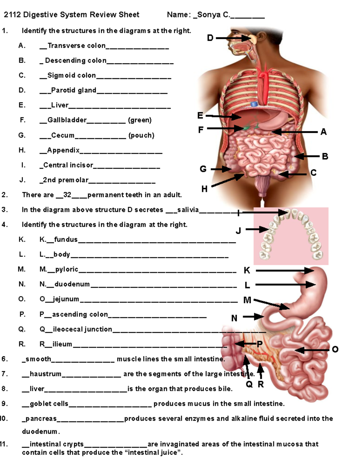 2112 Digestive System Review - A B E G F D C H L K M O N P Q R 1 ...