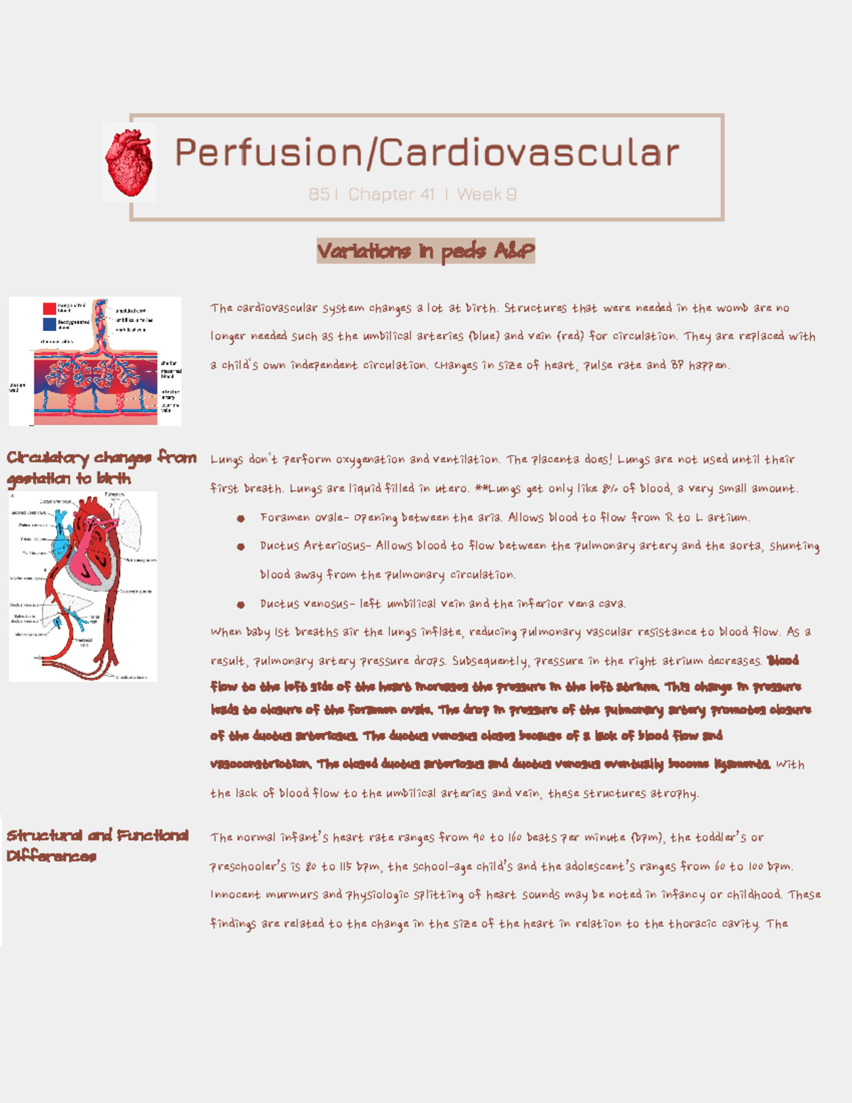 Perfusion Cardiovascular CH 41 - Variations in peds A&P The ...