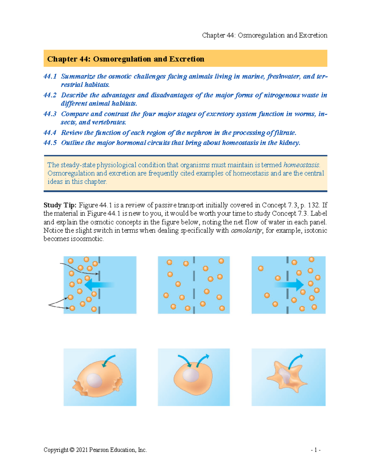 Osmoregulation and Excretion Study Guide - Copyright © 2021 Pearson ...