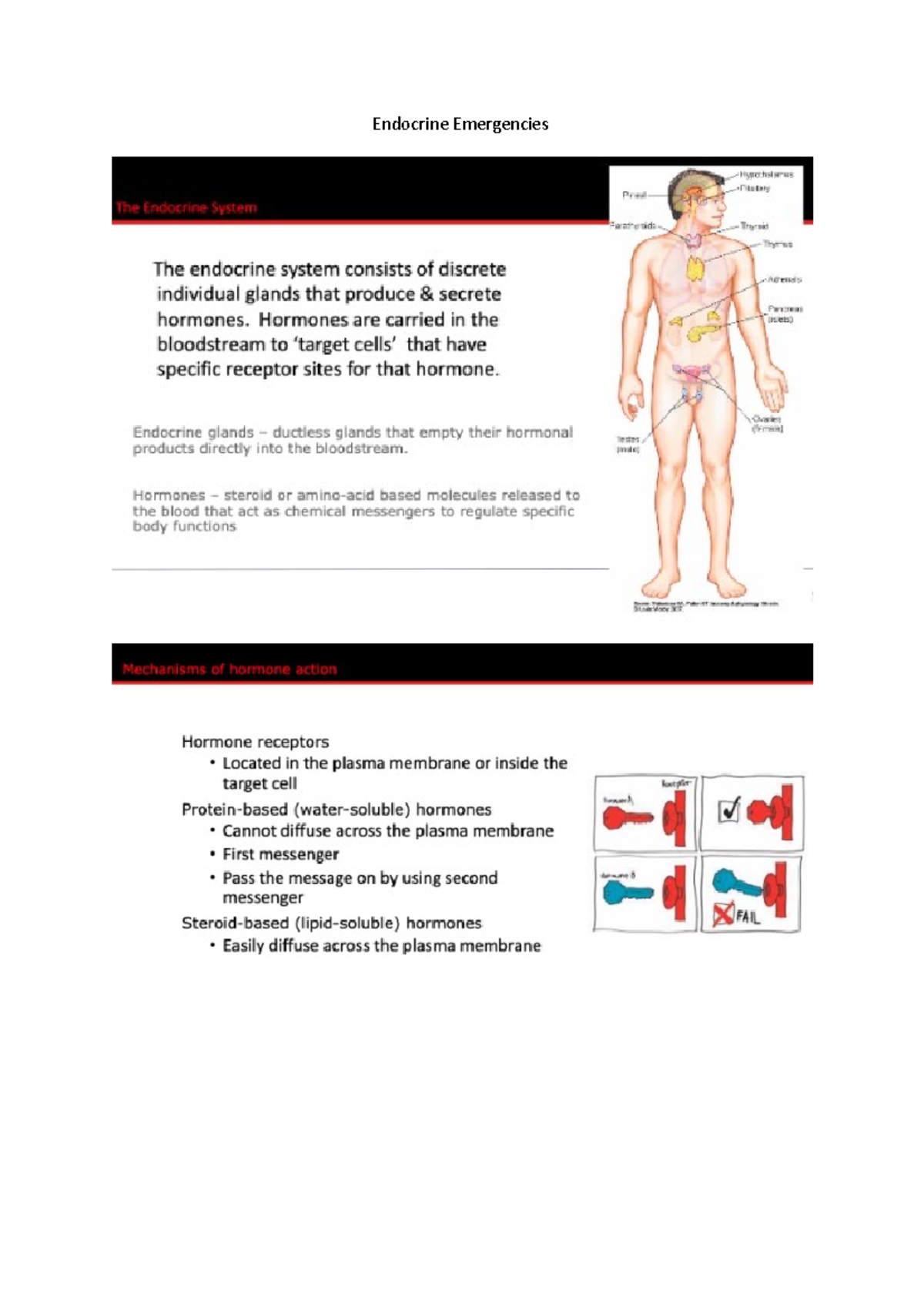 Medical Emergencies - Lecture 2 -Endocrine Emergencies - Endocrine ...