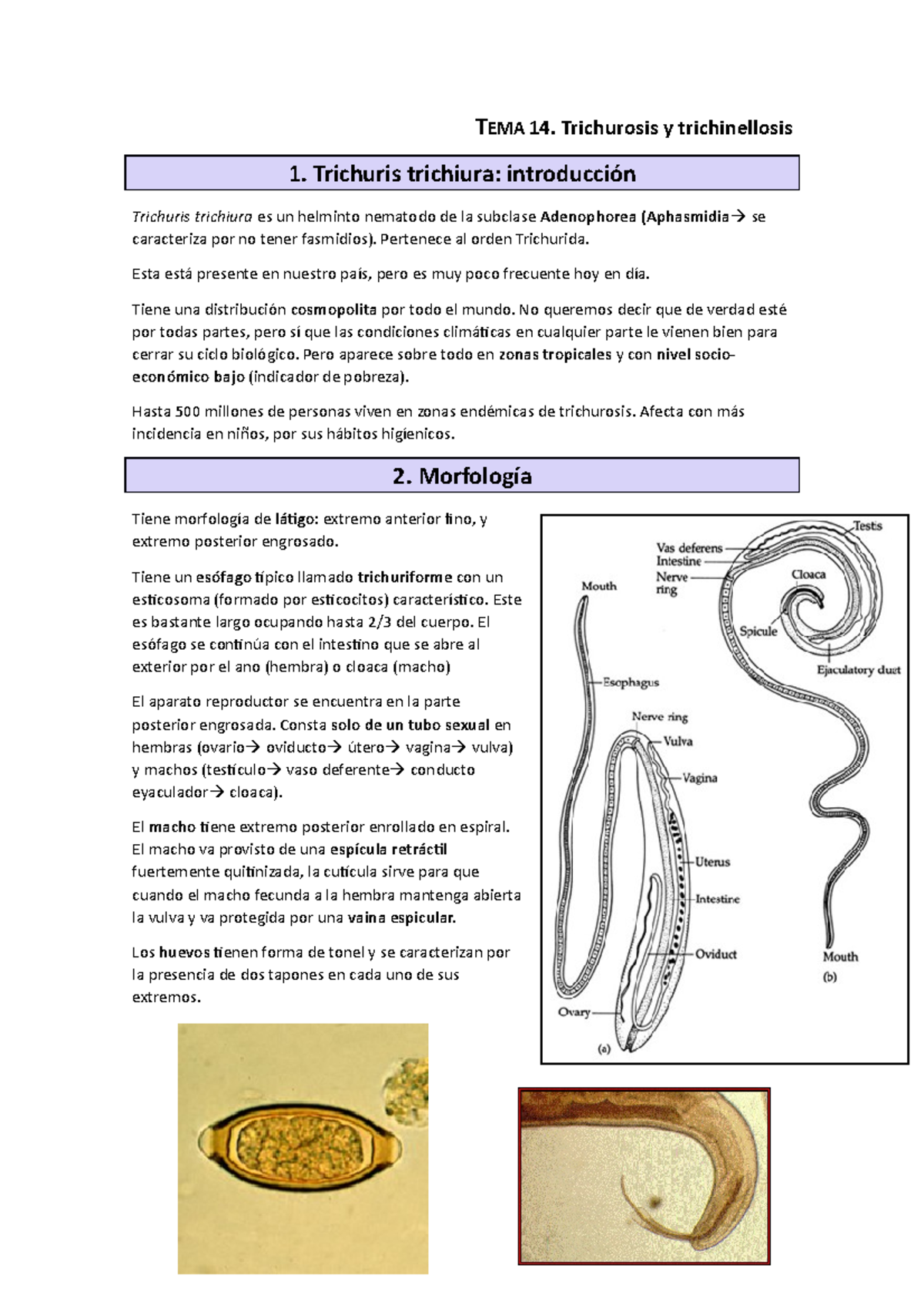 Tema 14. Parasitología - TEMA 14. Trichurosis y trichinellosis 1 ...