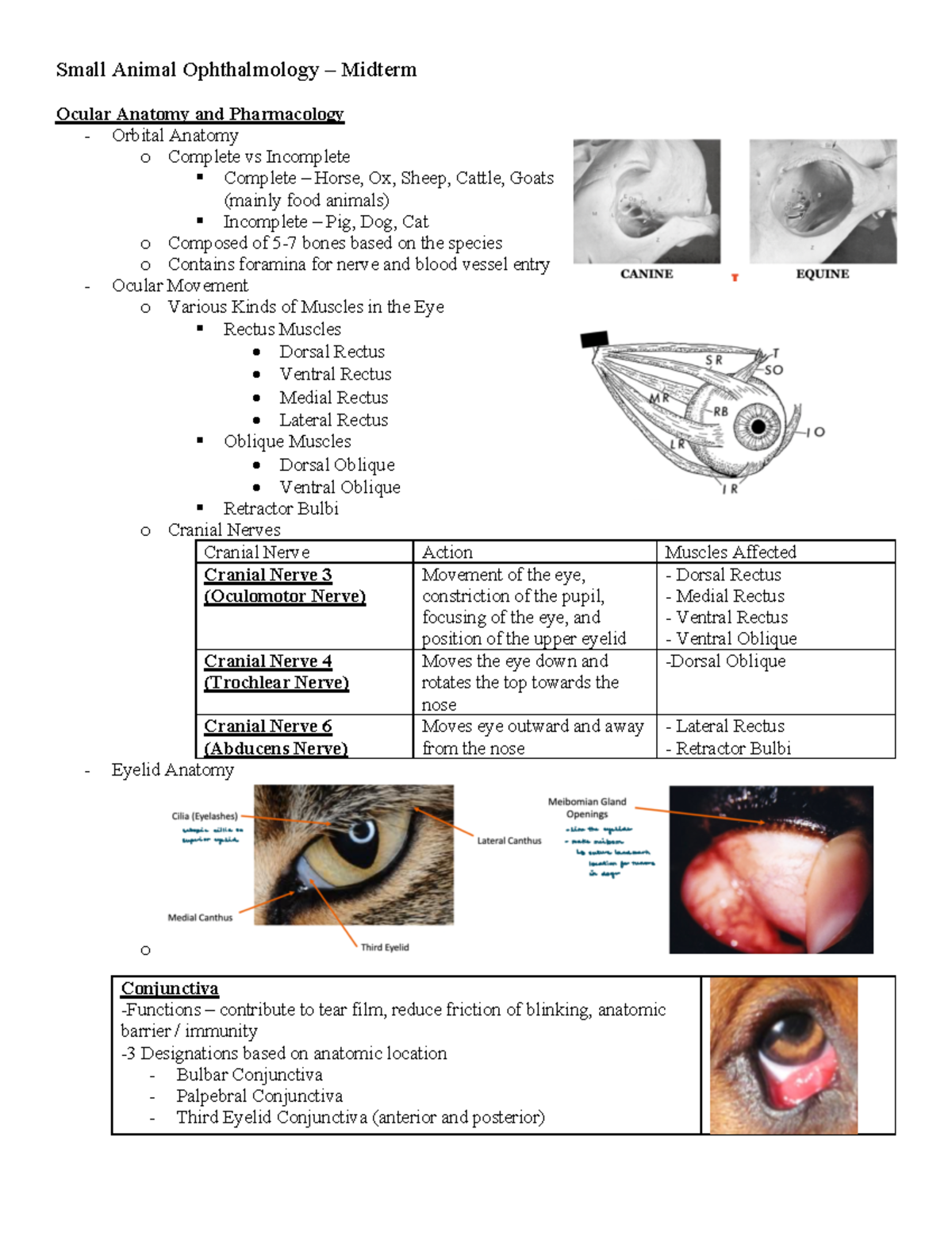 Opthalmolgy - Midterm - Notes on ophthalmology - Small Animal ...