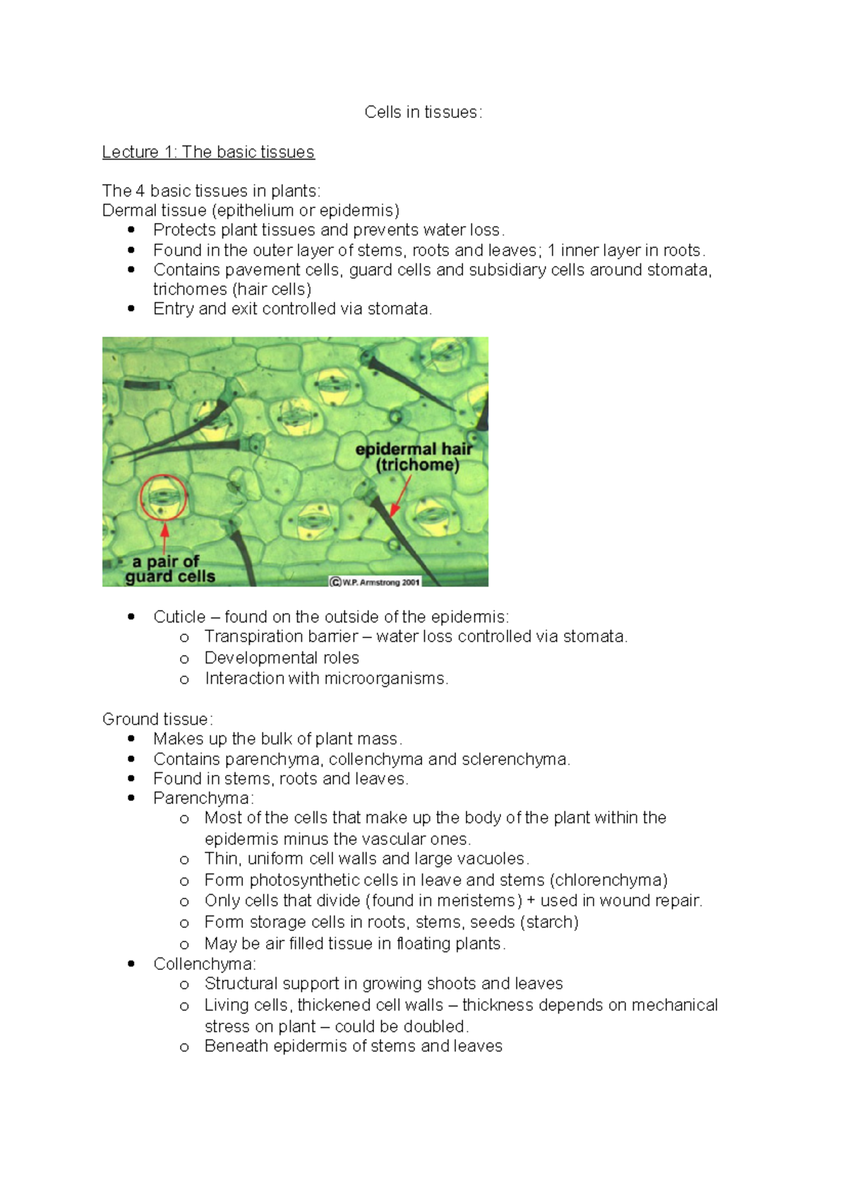 Cells in tissues - bsjx - Cells in tissues: Lecture 1: The basic tissues The 4 basic tissues in ...