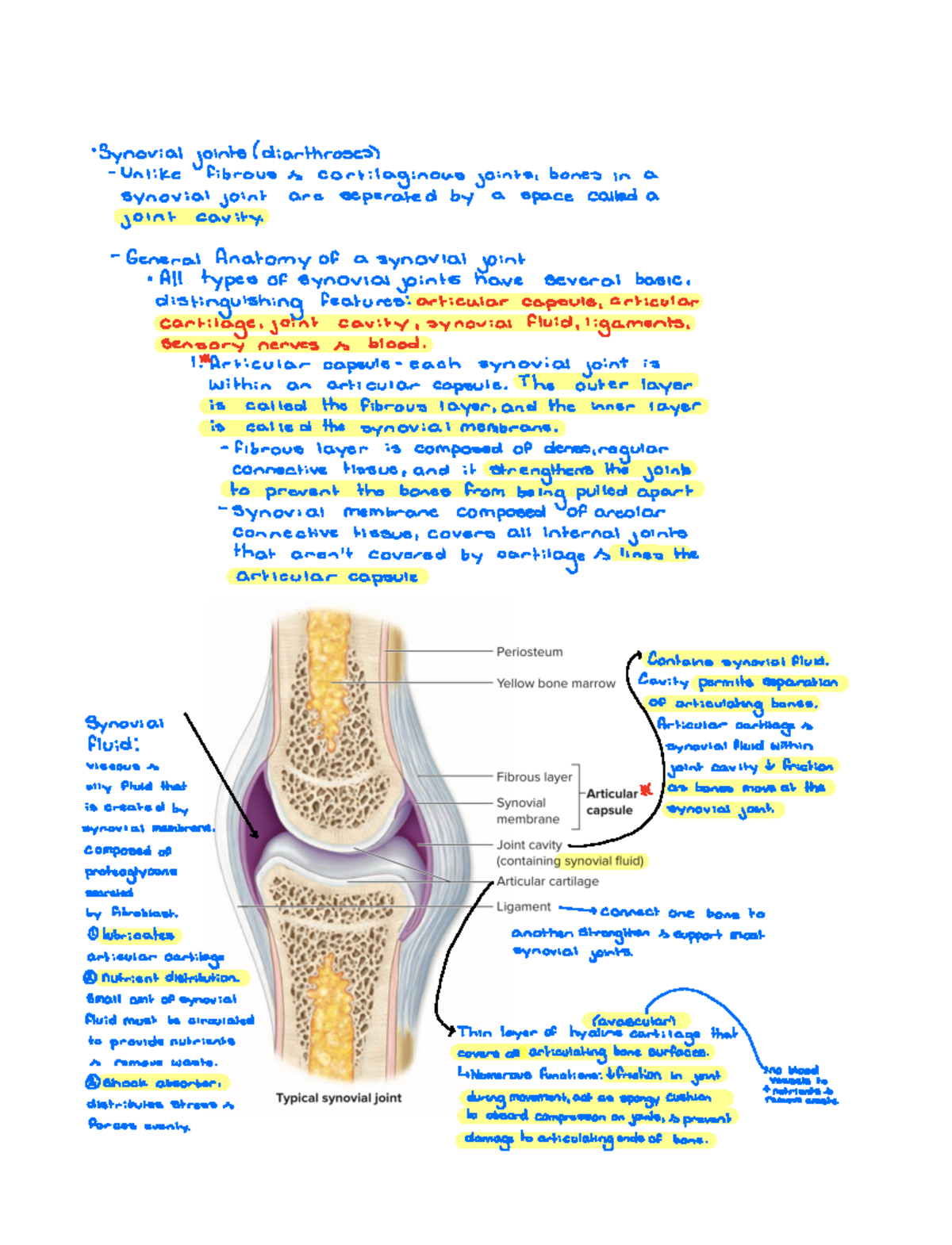 Typical Synovial Joint - Synovialjoints diarthrosis Unlike fibrous s ...