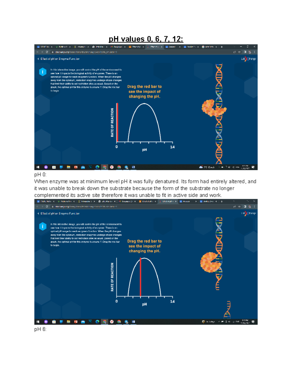 Effect of p H on Enzymes - Biology - pH values 0, 6, 7, 12: pH 0: When ...