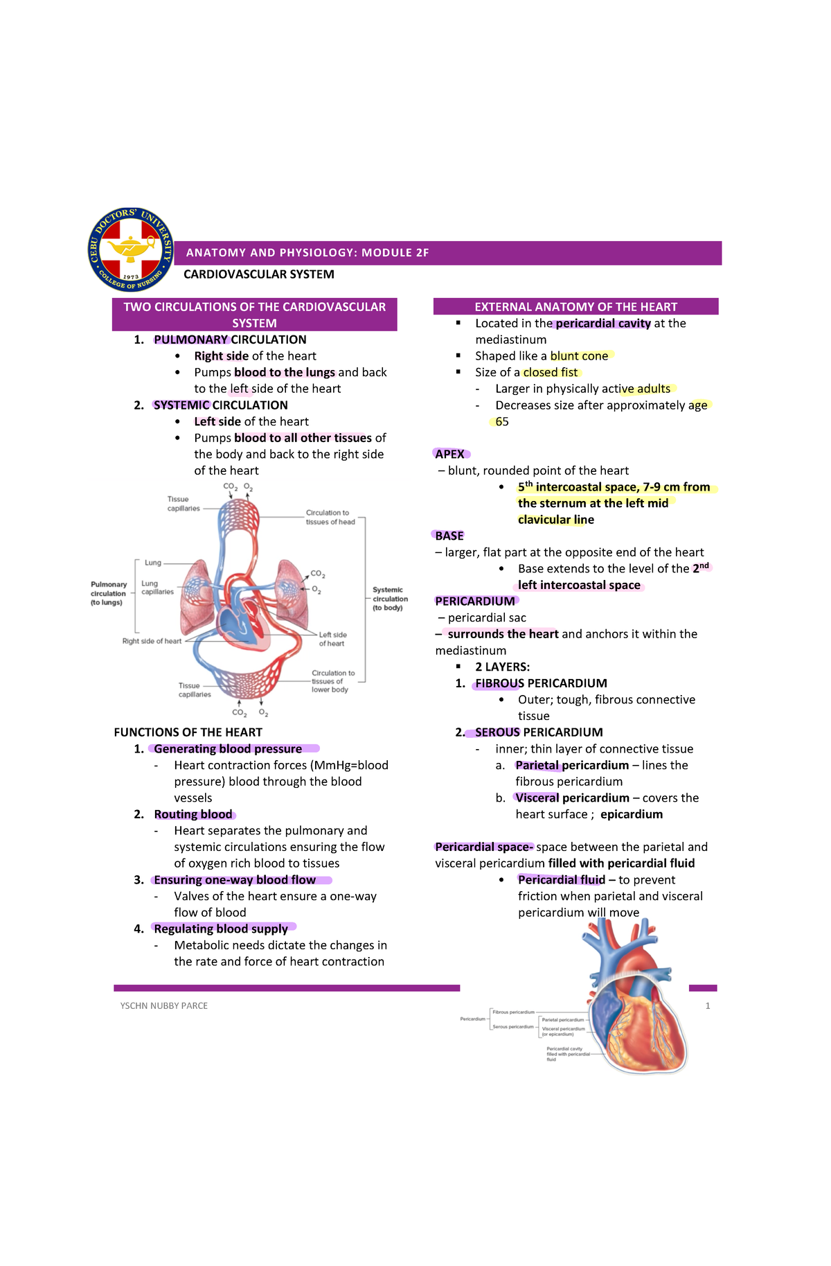 2F - Cardiovascular System - CARDIOVASCULAR SYSTEM TWO CIRCULATIONS OF ...