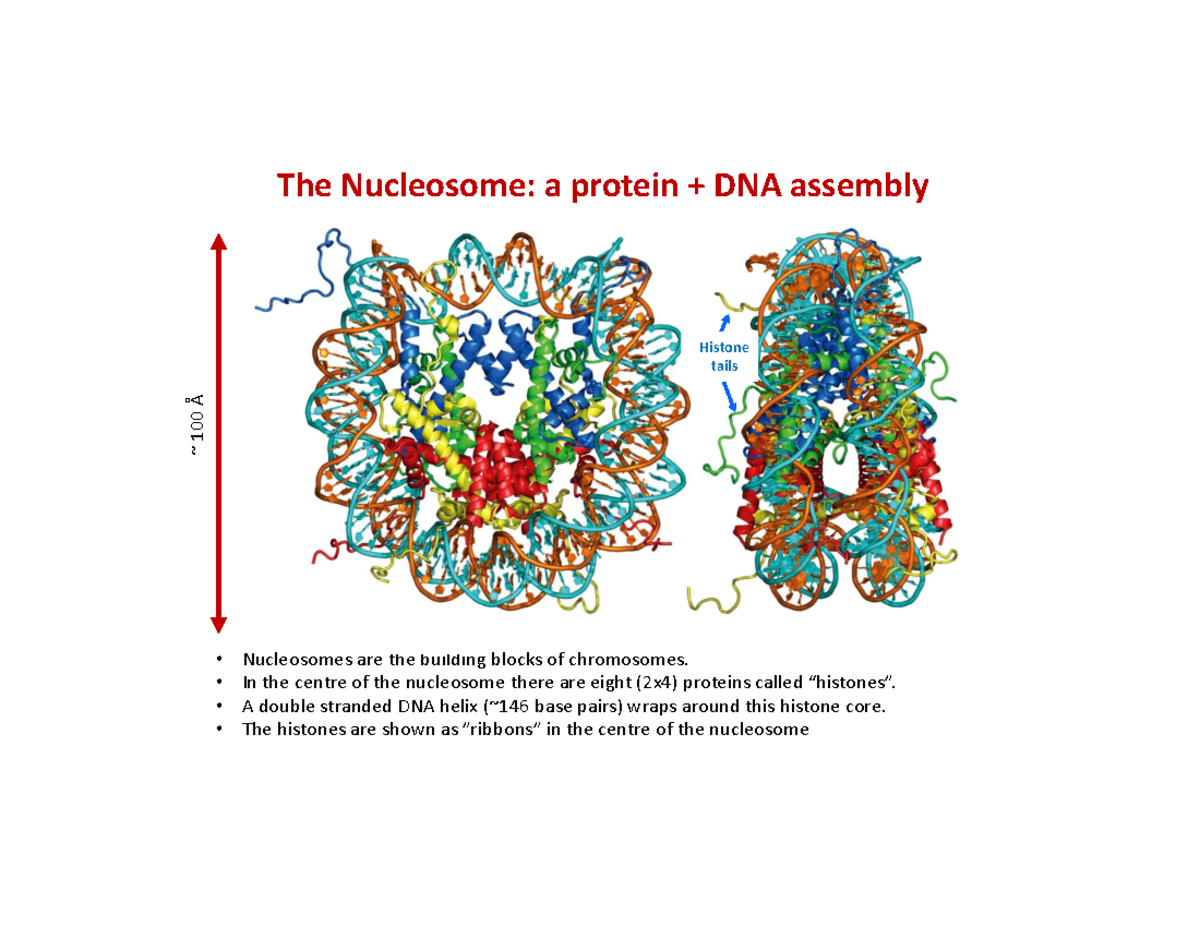 Lecture 6B Protein Assemblies - The Nucleosome: a protein + DNA ...