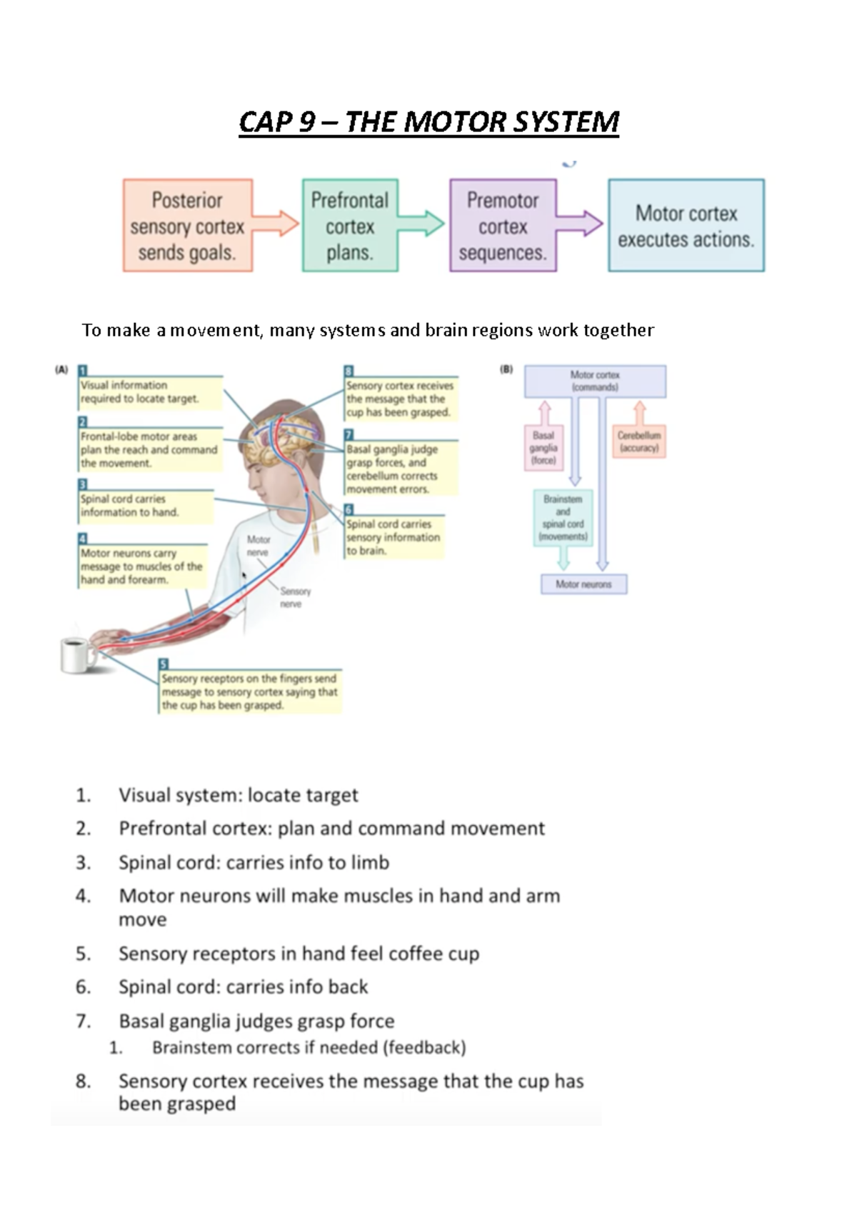 The Motor System - fundamentals of human neuropsychology - CAP 9 – THE ...