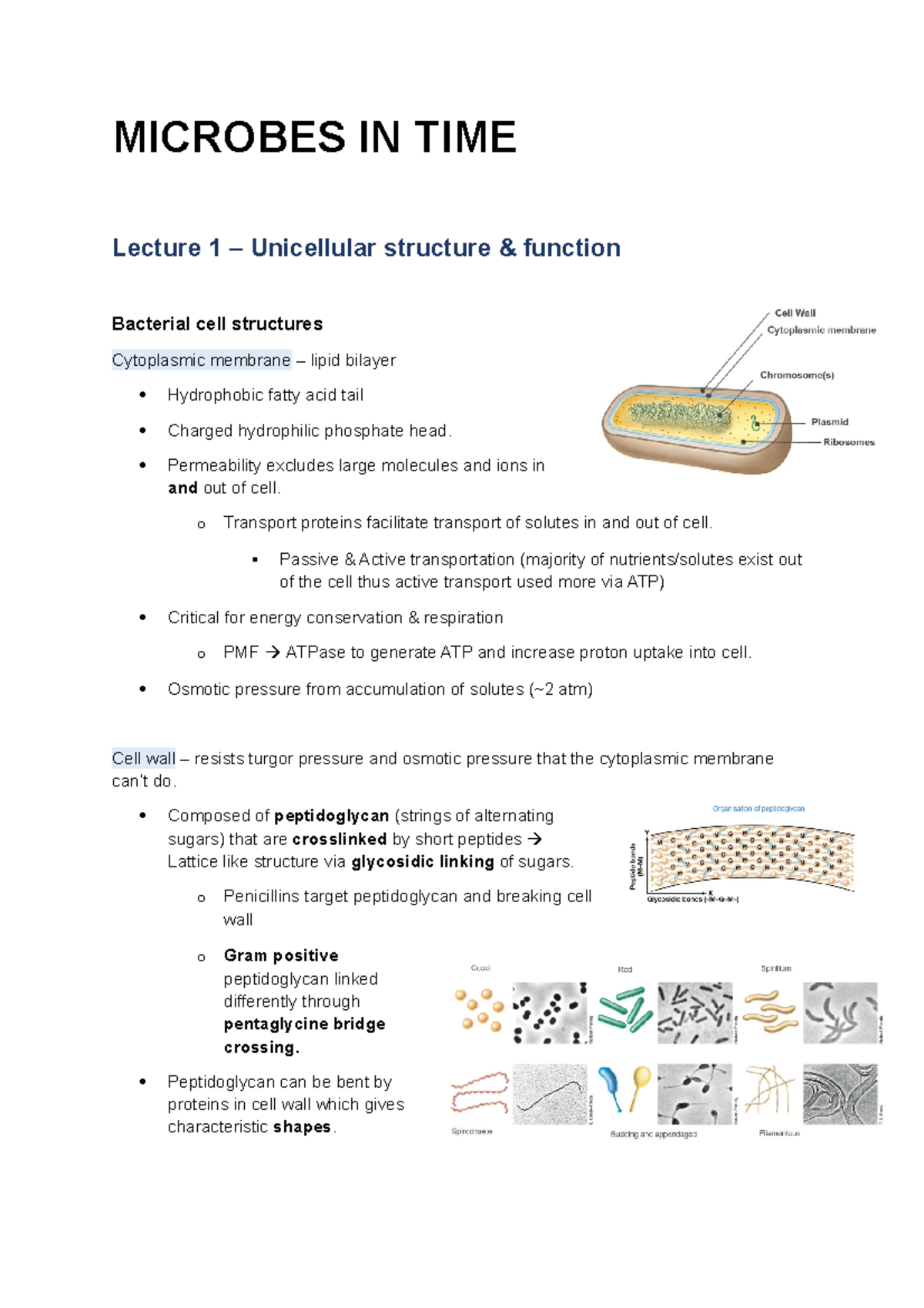 Week 1 - 6 lecture notes - MICROBES IN TIME Lecture 1 – Unicellular ...