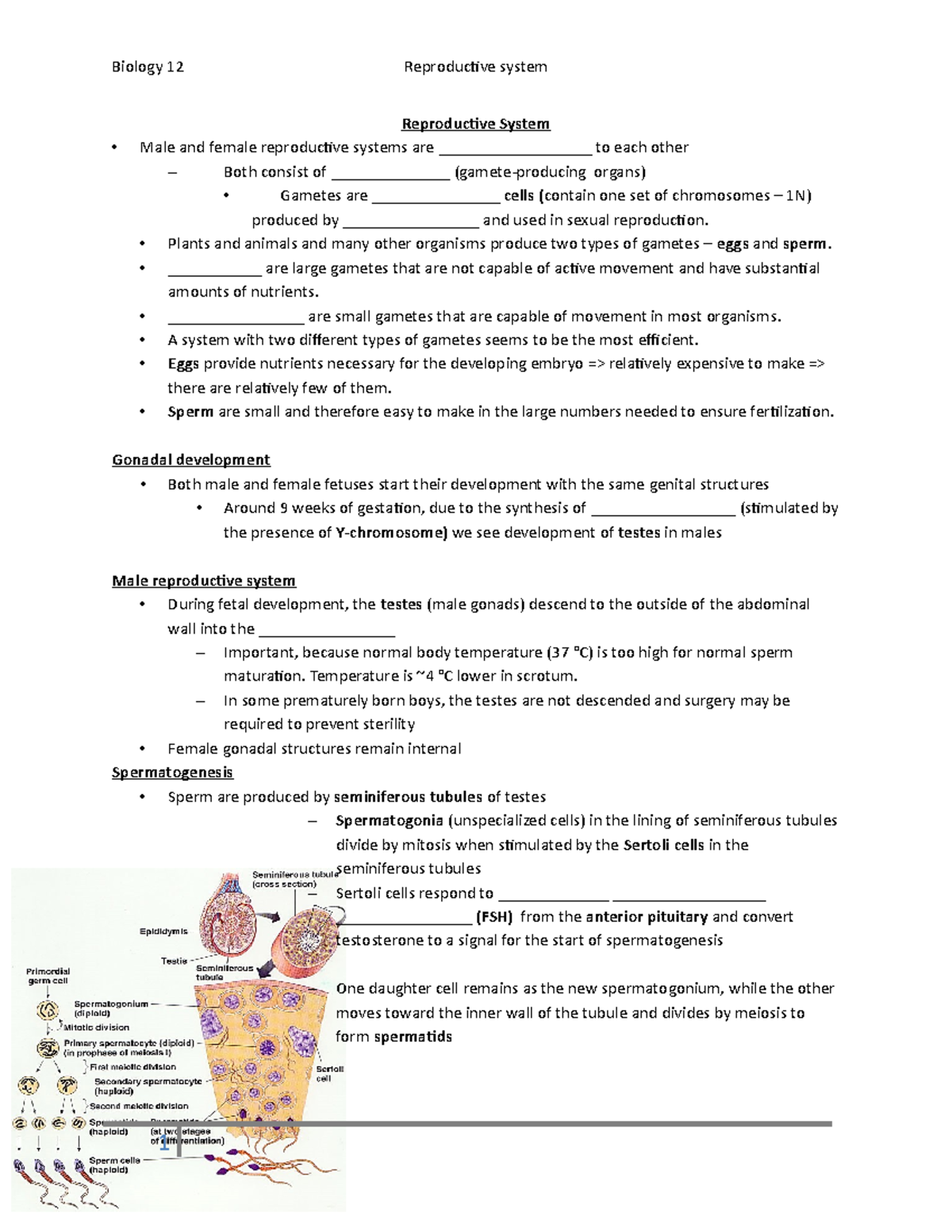 Reproductive Systems notes - Reproductive System Male and female ...