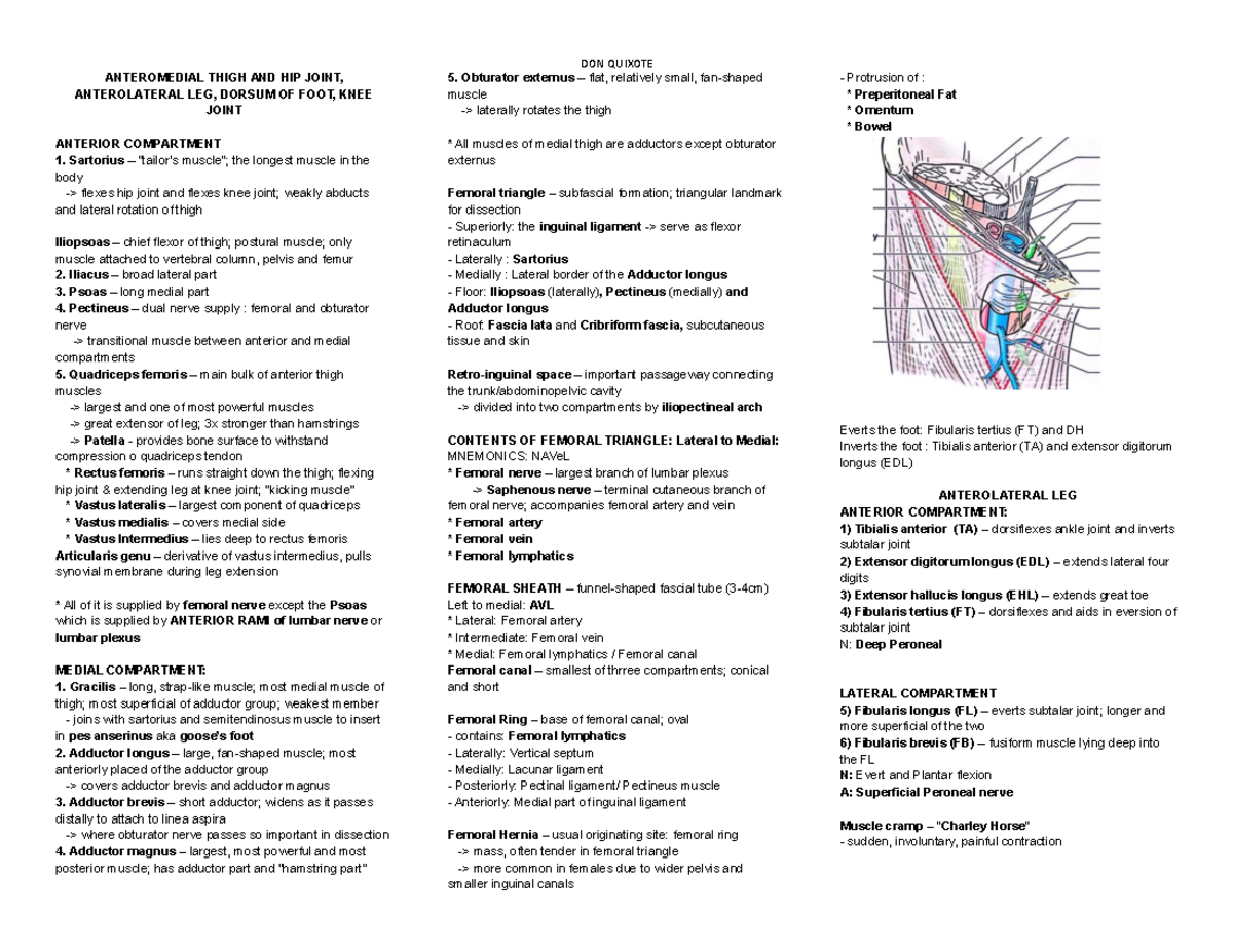 Anatomy 4 Hip and lower limbs - ANTEROMEDIAL THIGH AND HIP JOINT ...